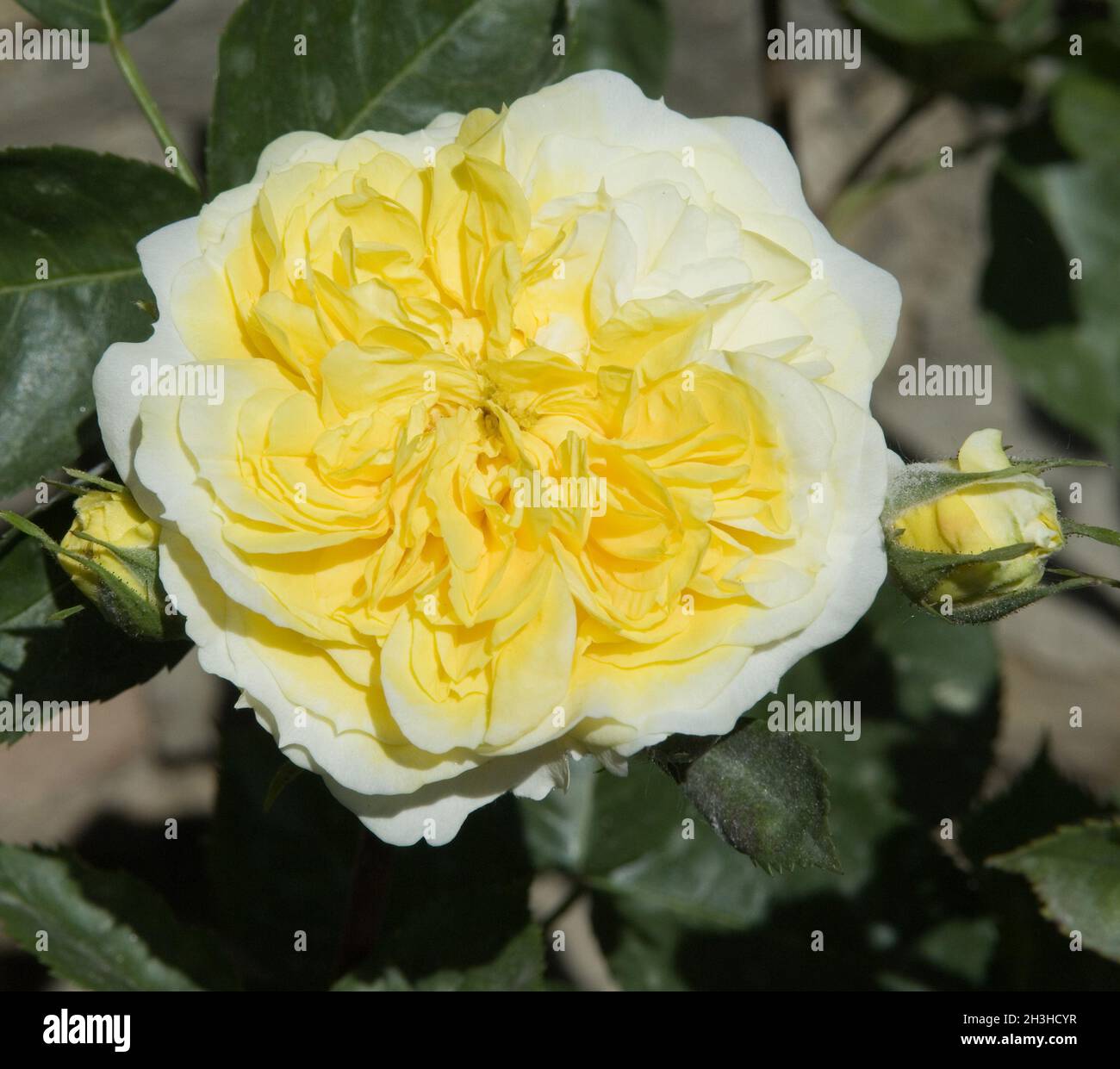 Perdita english rose hi-res stock photography and images - Alamy