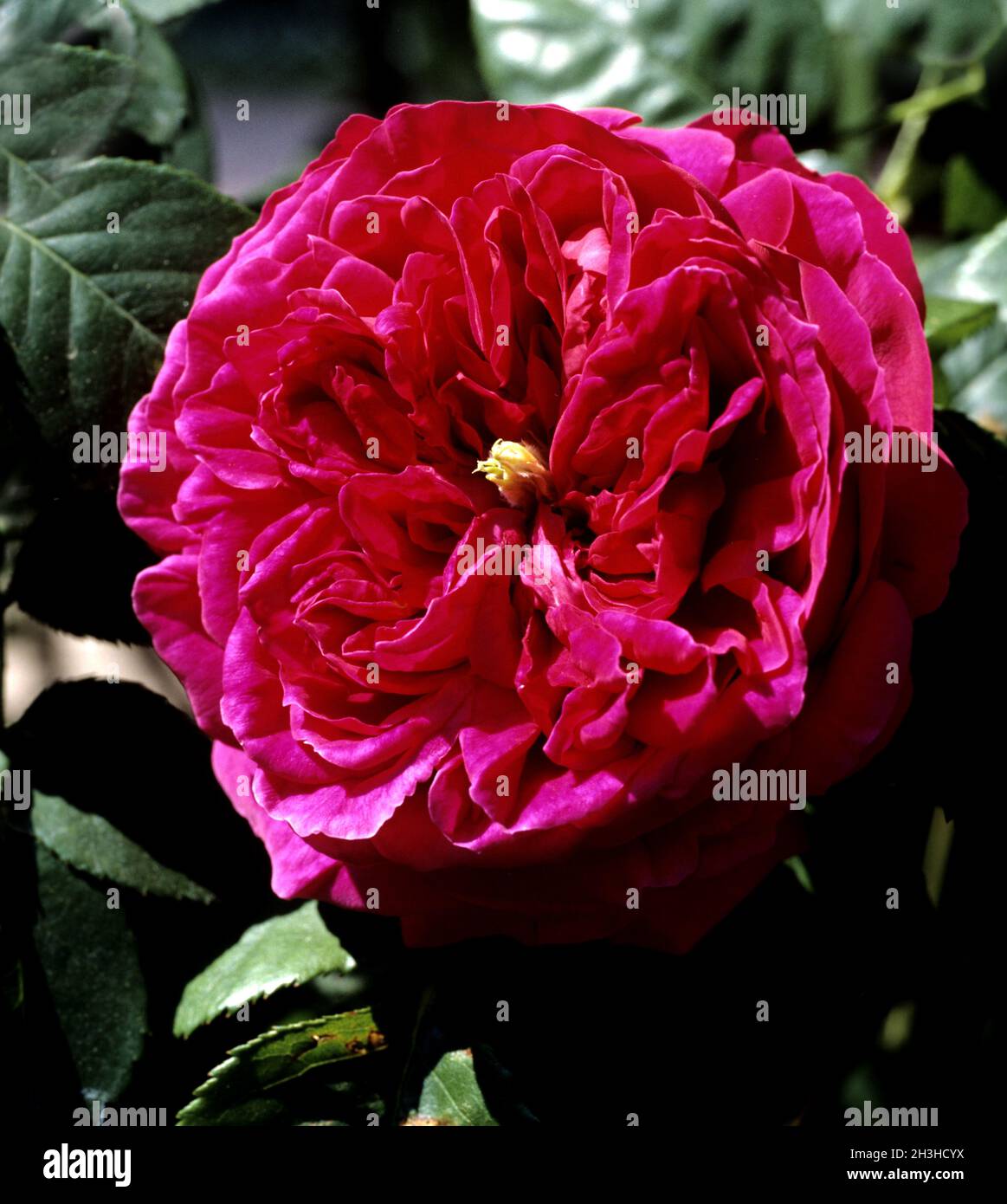 English rose, Othello Stock Photo - Alamy