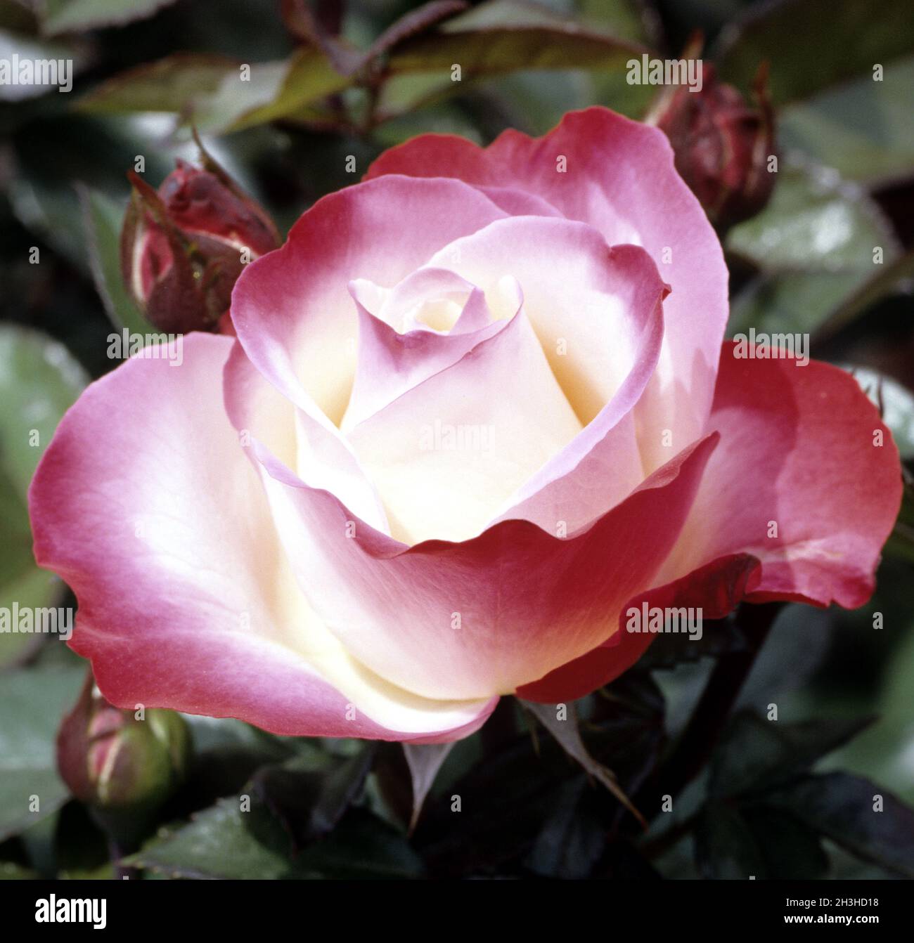 Noble Rose, Nostalgia Stock Photo - Alamy