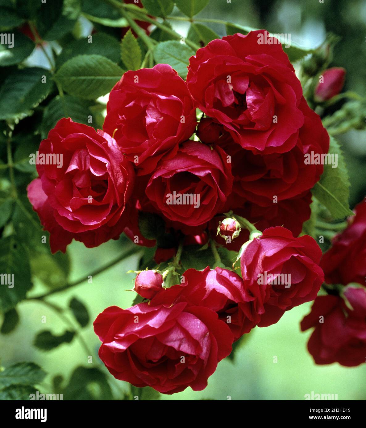 Rose dance hi-res stock photography and images - Alamy