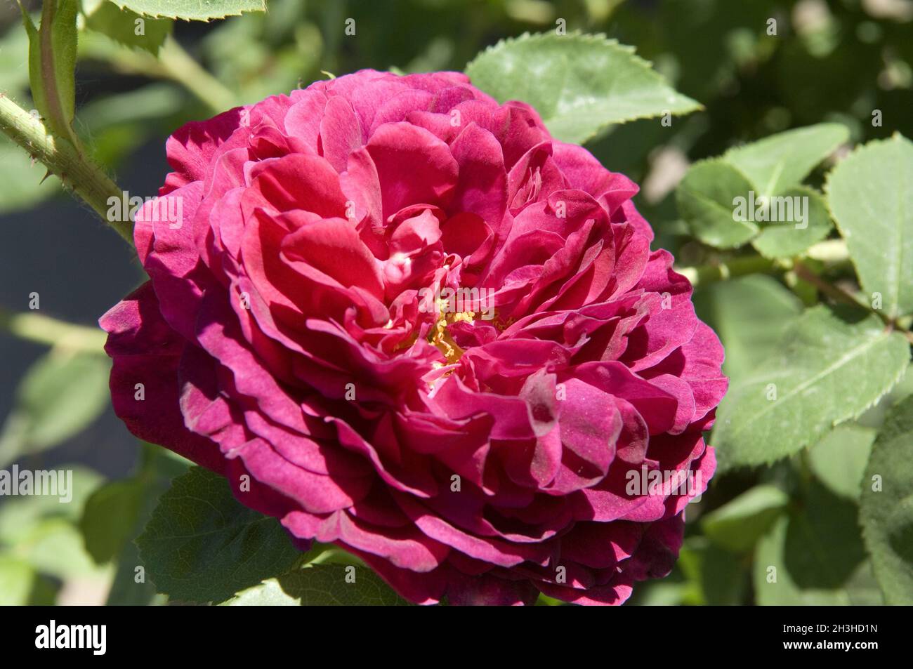 Climbing rose; Gypsy boy Stock Photo - Alamy