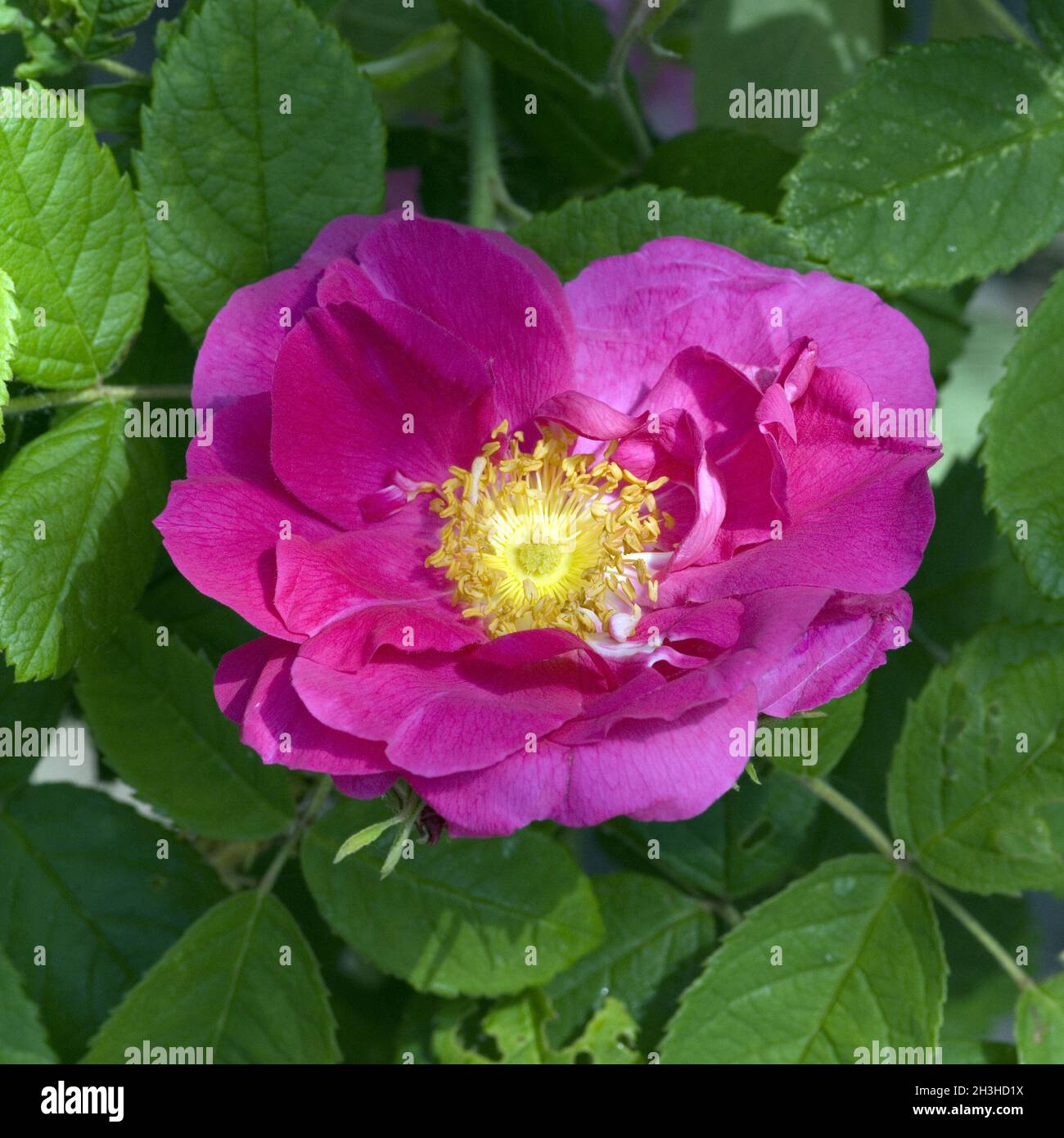 Portland shrub rose hi-res stock photography and images - Alamy
