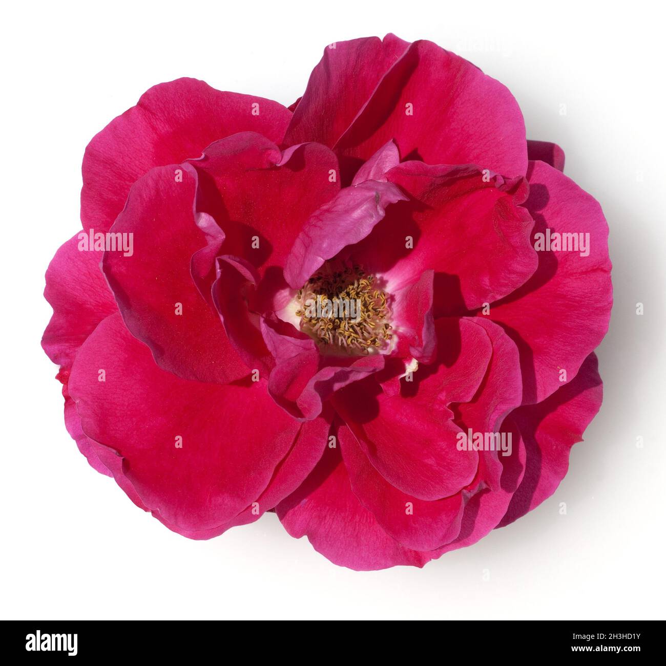 Climbing red rose hi-res stock photography and images - Alamy