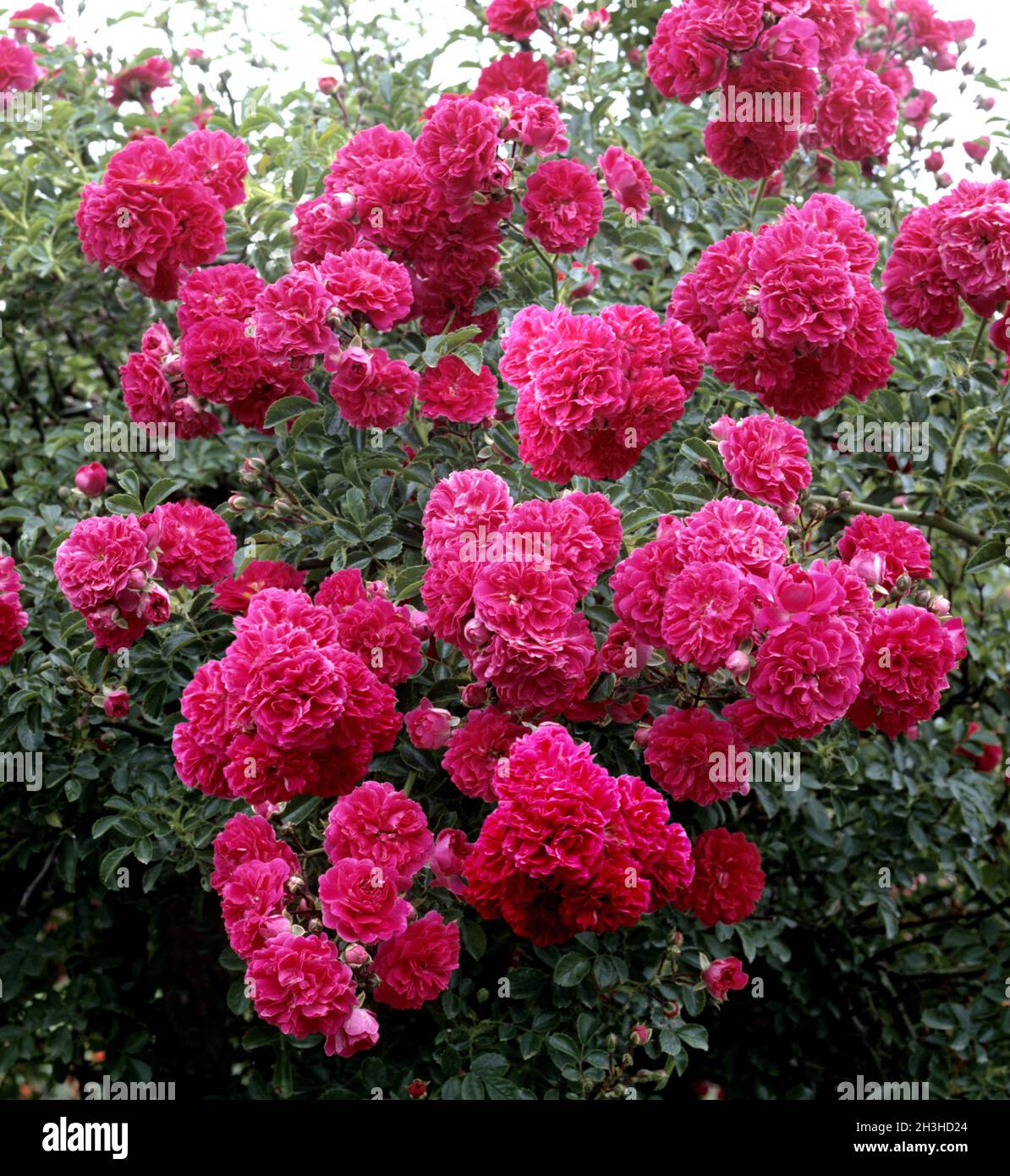 Excelsa rose hi-res stock photography and images - Alamy