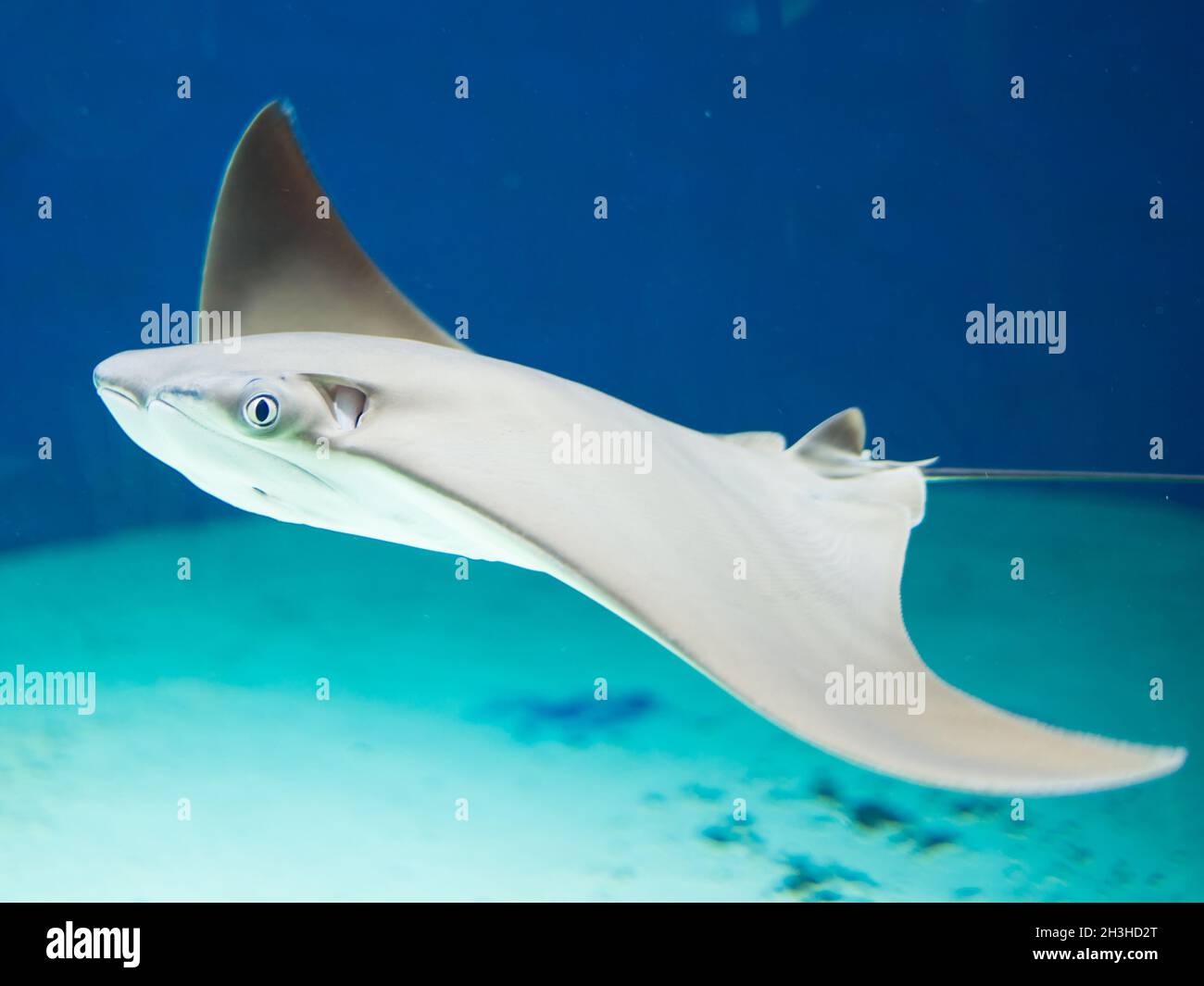 A stingray swimming in clear water Stock Photo - Alamy