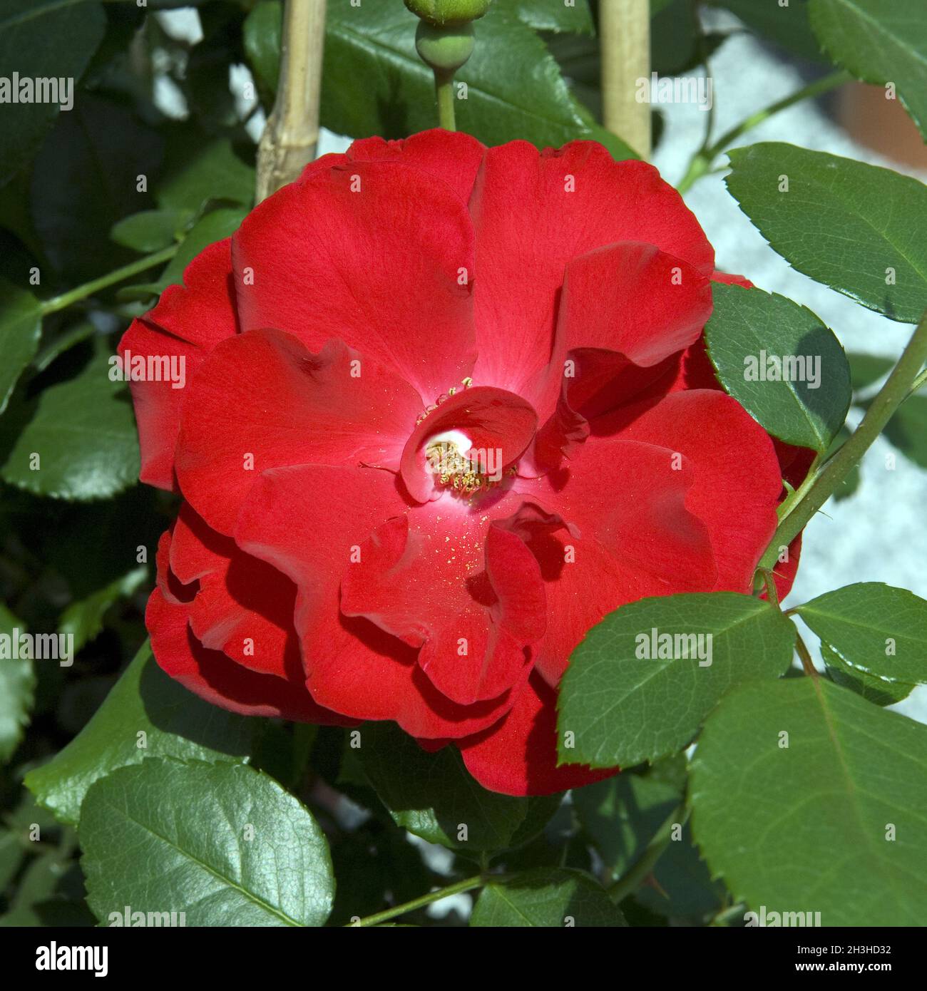 Shrub Rose, Grand Hotel Stock Photo - Alamy
