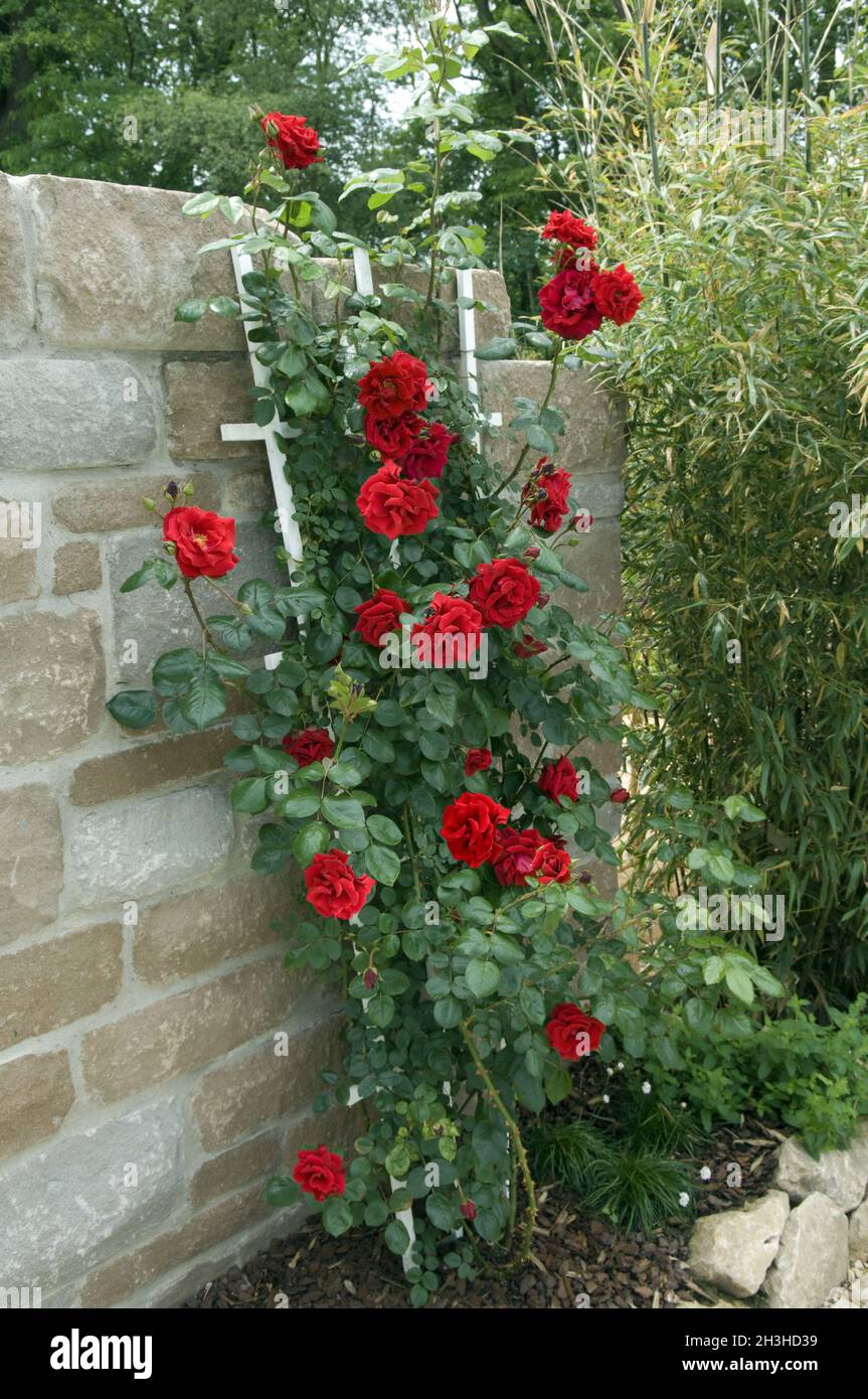 Climbing rose wall hi-res stock photography and images - Alamy