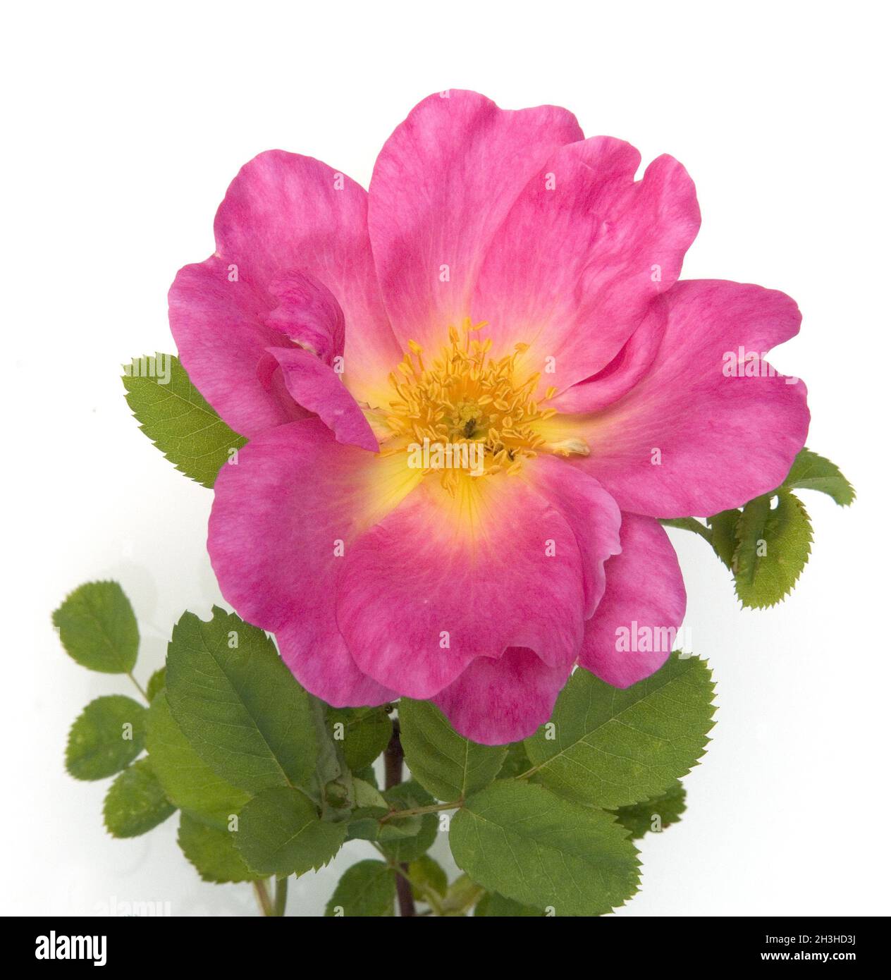 Marguerita hi-res stock photography and images - Alamy