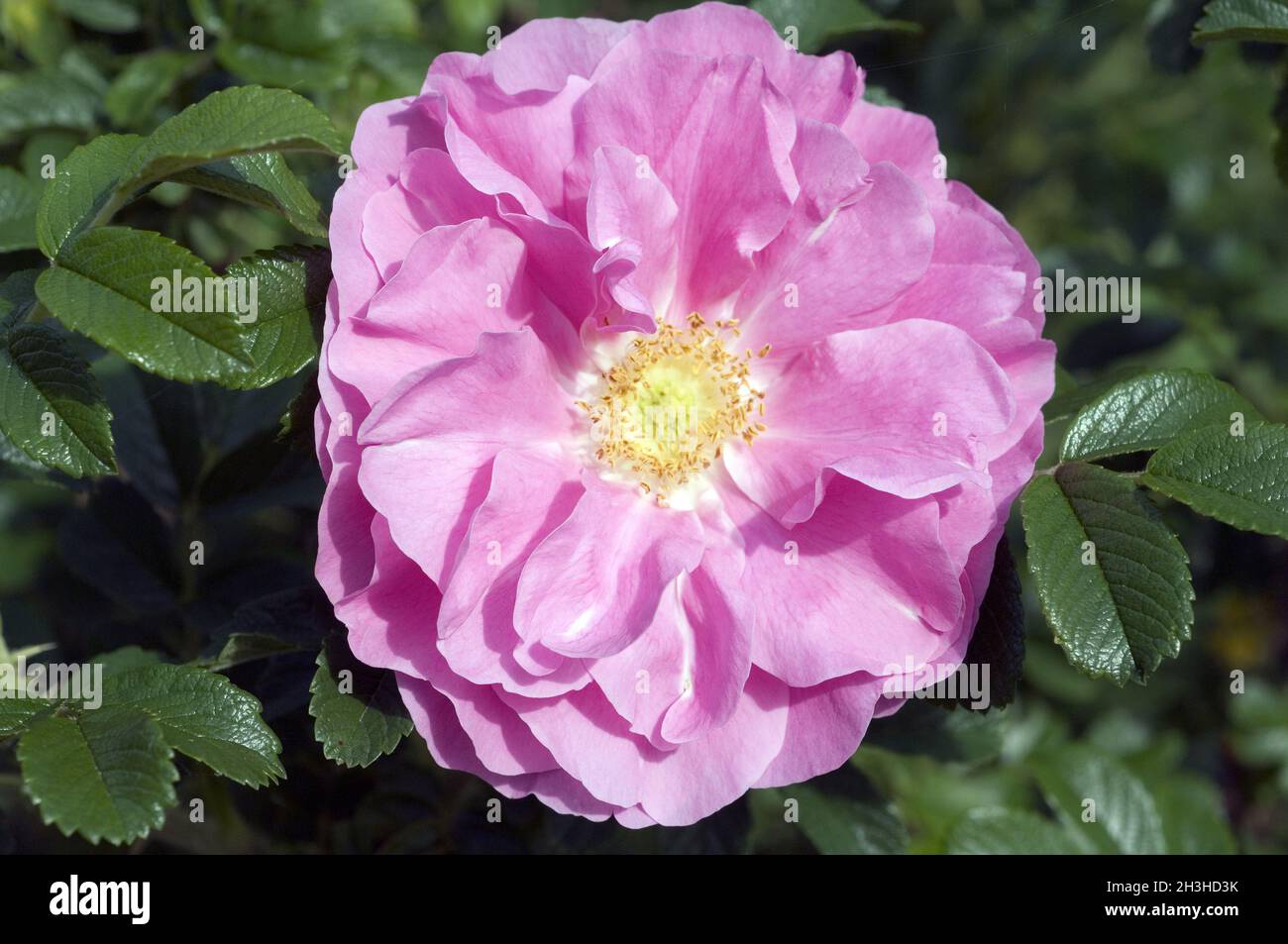 Rugosa hybrid hi-res stock photography and images - Alamy