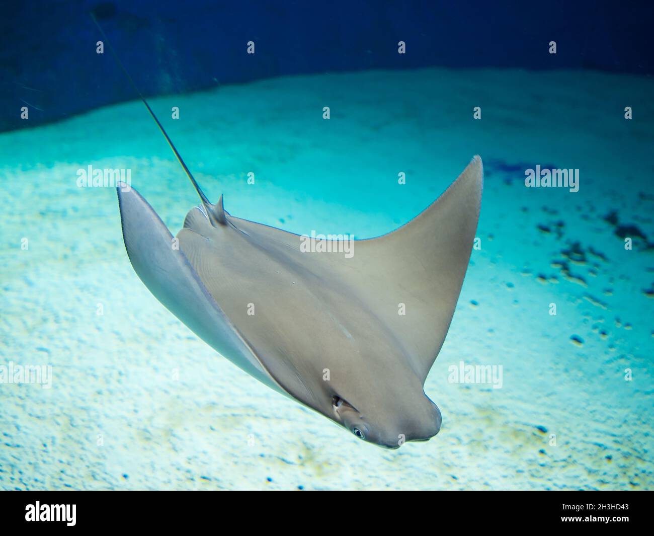 A stingray swimming in clear water Stock Photo - Alamy