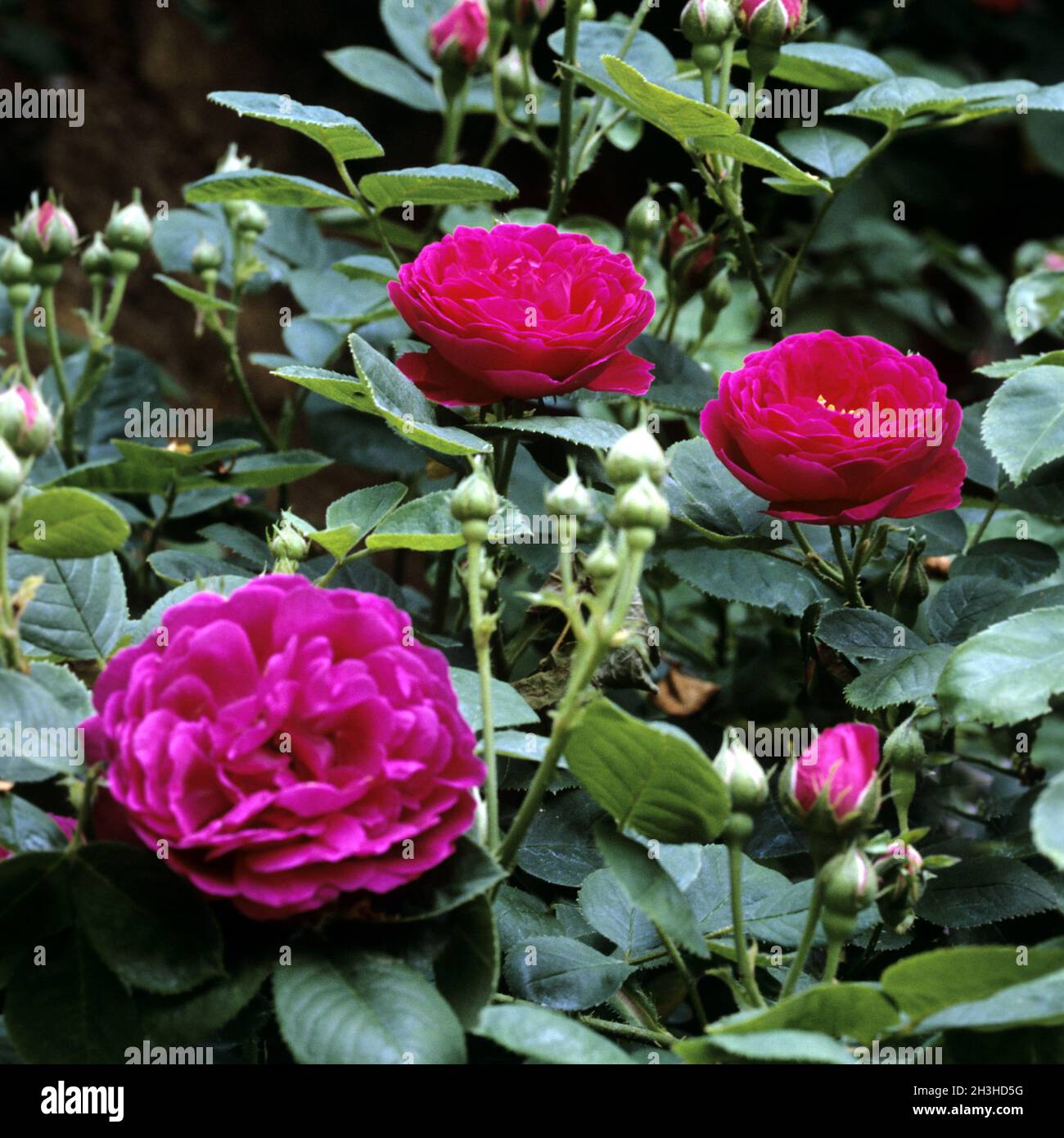 Bourbon Rose, Gypsy Boy Stock Photo - Alamy