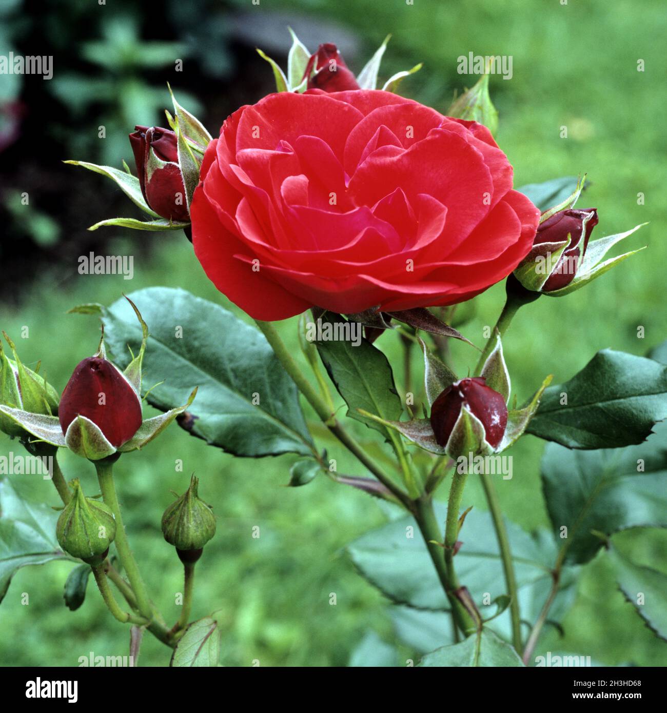 Beetrose polyantha rose hi-res stock photography and images - Alamy