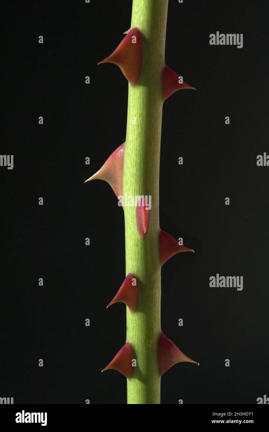 Woody spines hi-res stock photography and images - Alamy