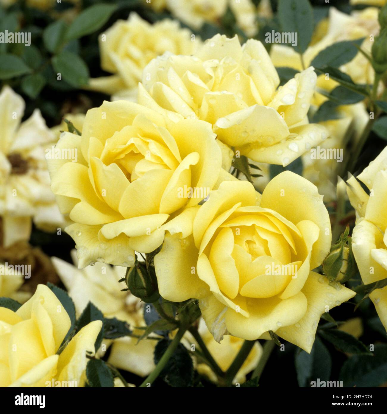 Dwarf rose hi-res stock photography and images - Alamy Dwarf rose hi-res stock photography and images - Alamy