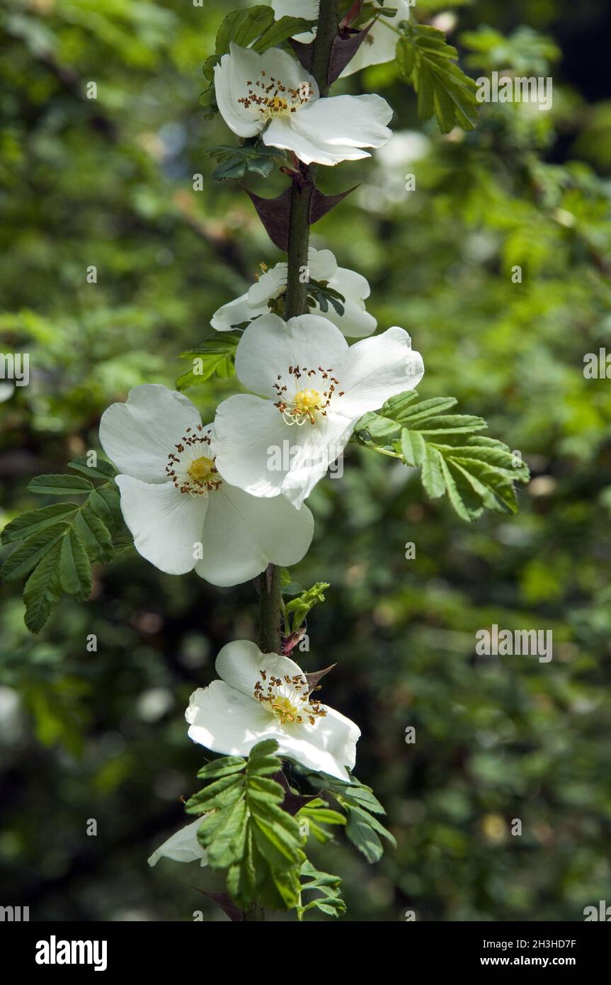 Barbed Wire Rose Stock Photo - Alamy