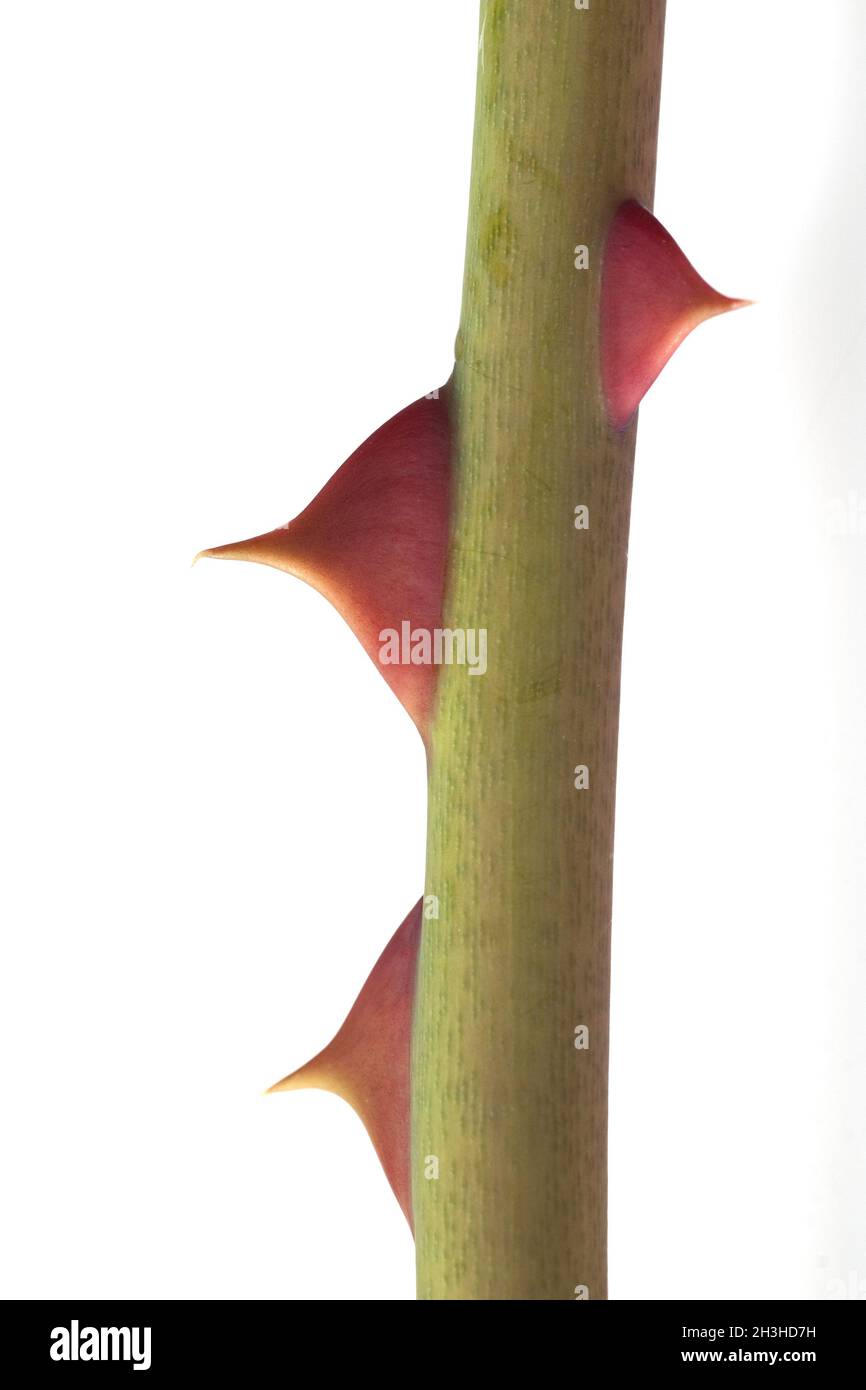 Woody spines hi-res stock photography and images - Alamy