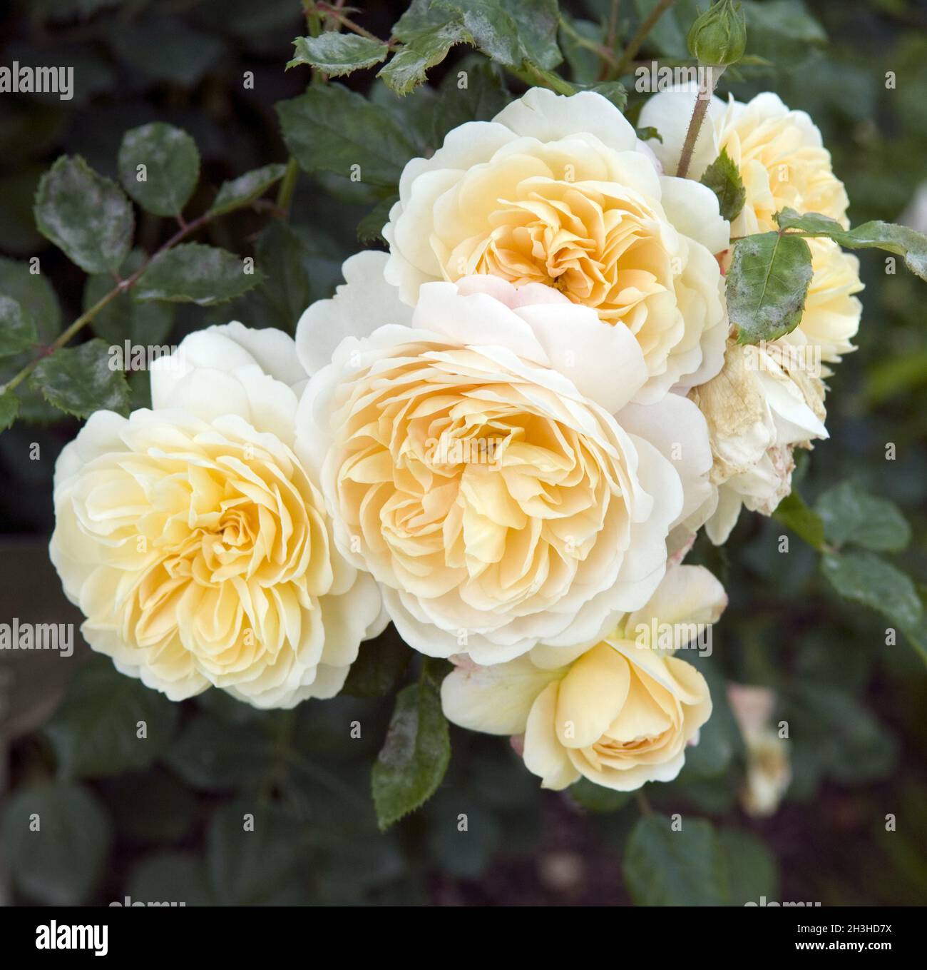Shrub Rose; Crocus Rose Stock Photo - Alamy