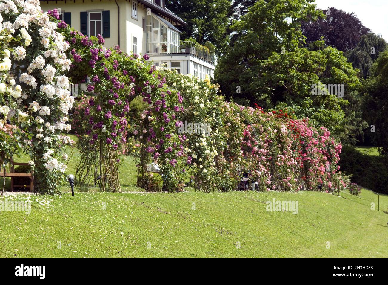Rose garden Beutig Stock Photo - Alamy