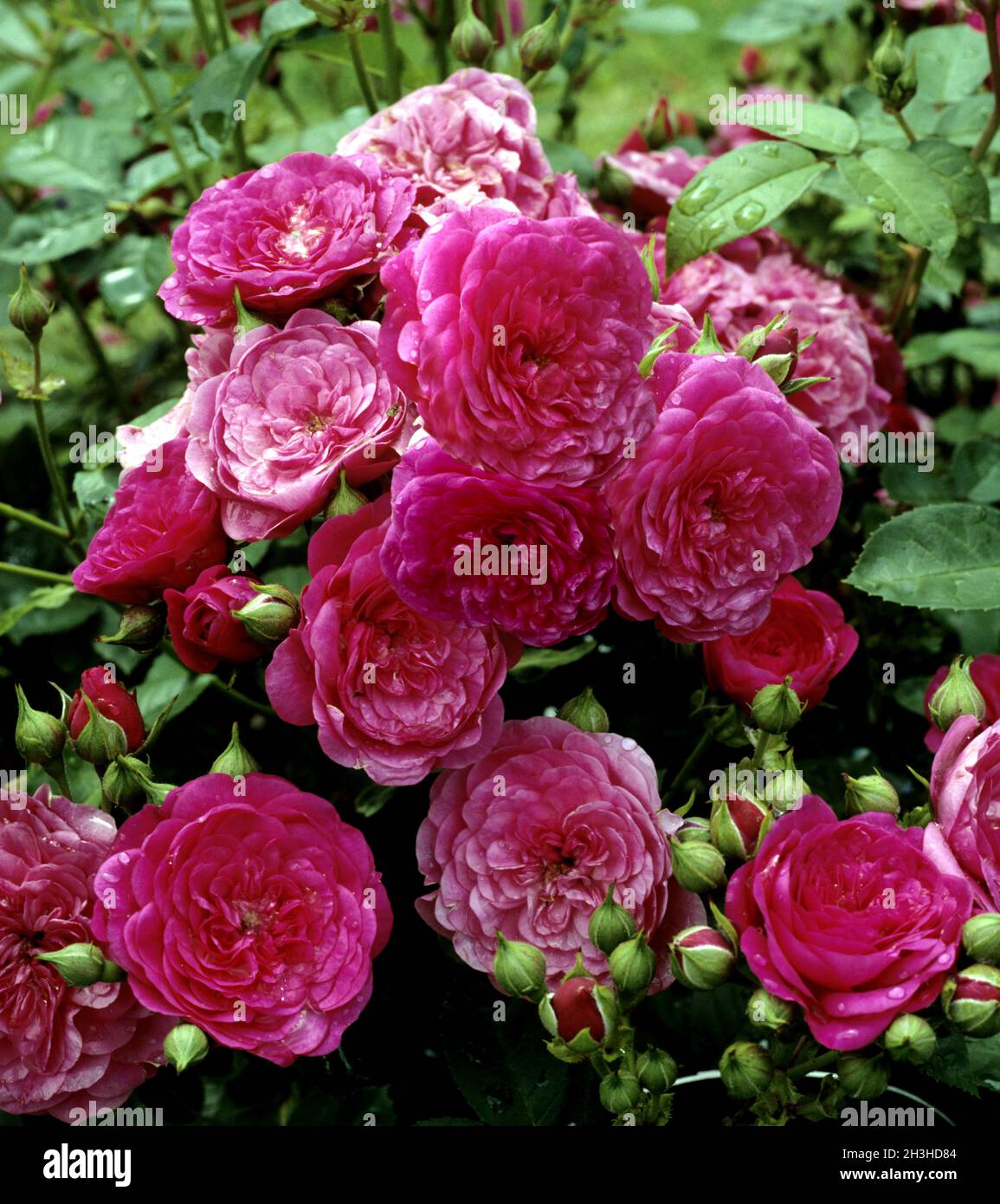 Dwarf rose hi-res stock photography and images - Alamy