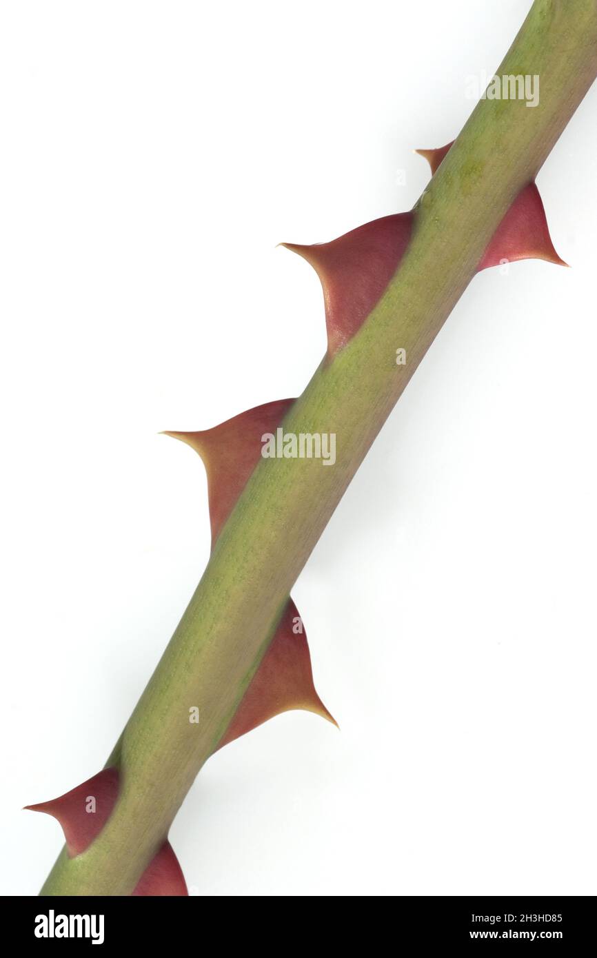 Woody spines hi-res stock photography and images - Alamy