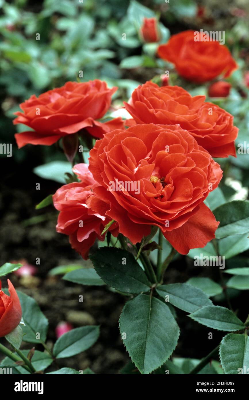 Dwarf Rose, Orange Meillandina Stock Photo - Alamy