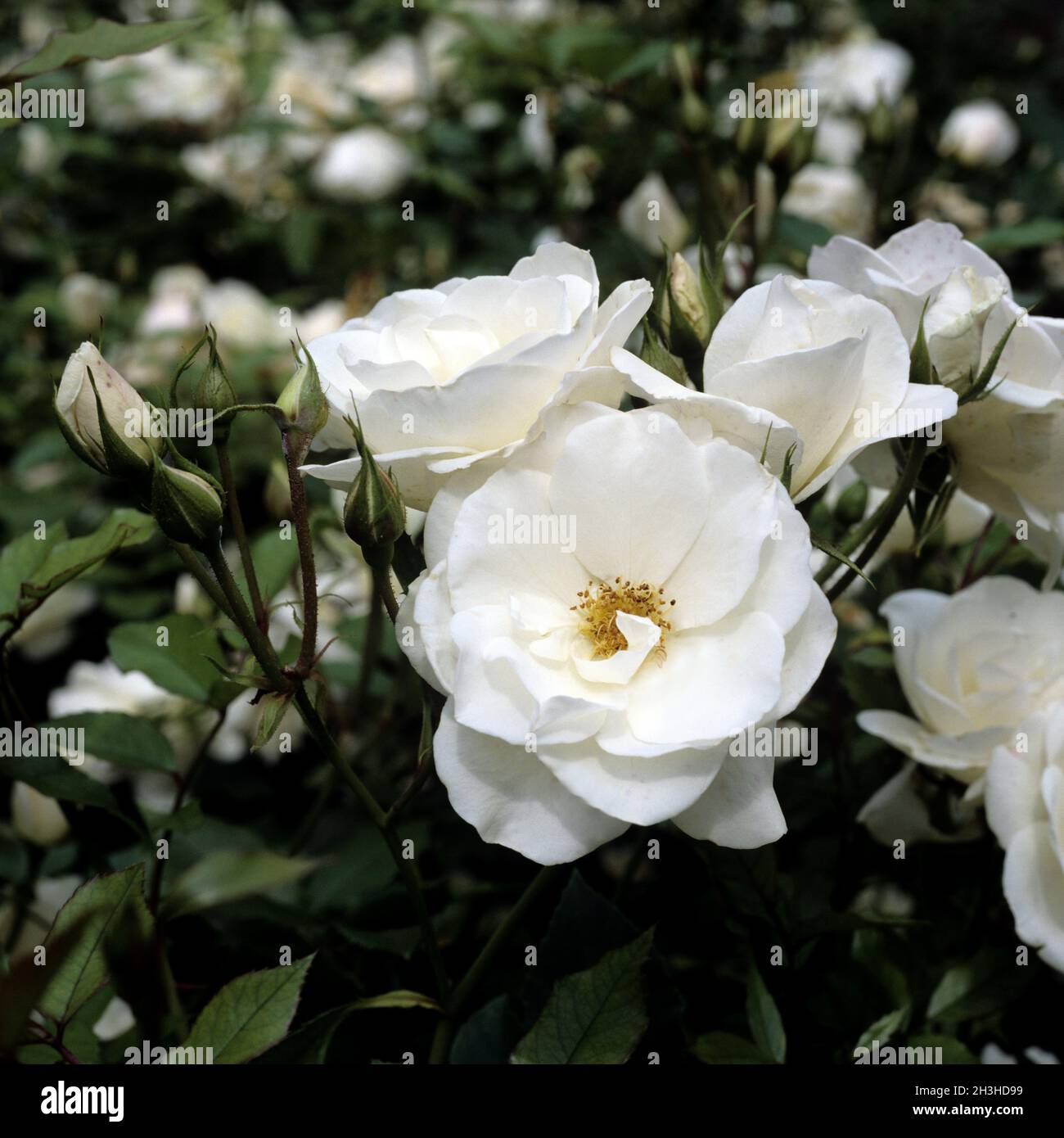 Highbush Rose, Snow White Stock Photo - Alamy