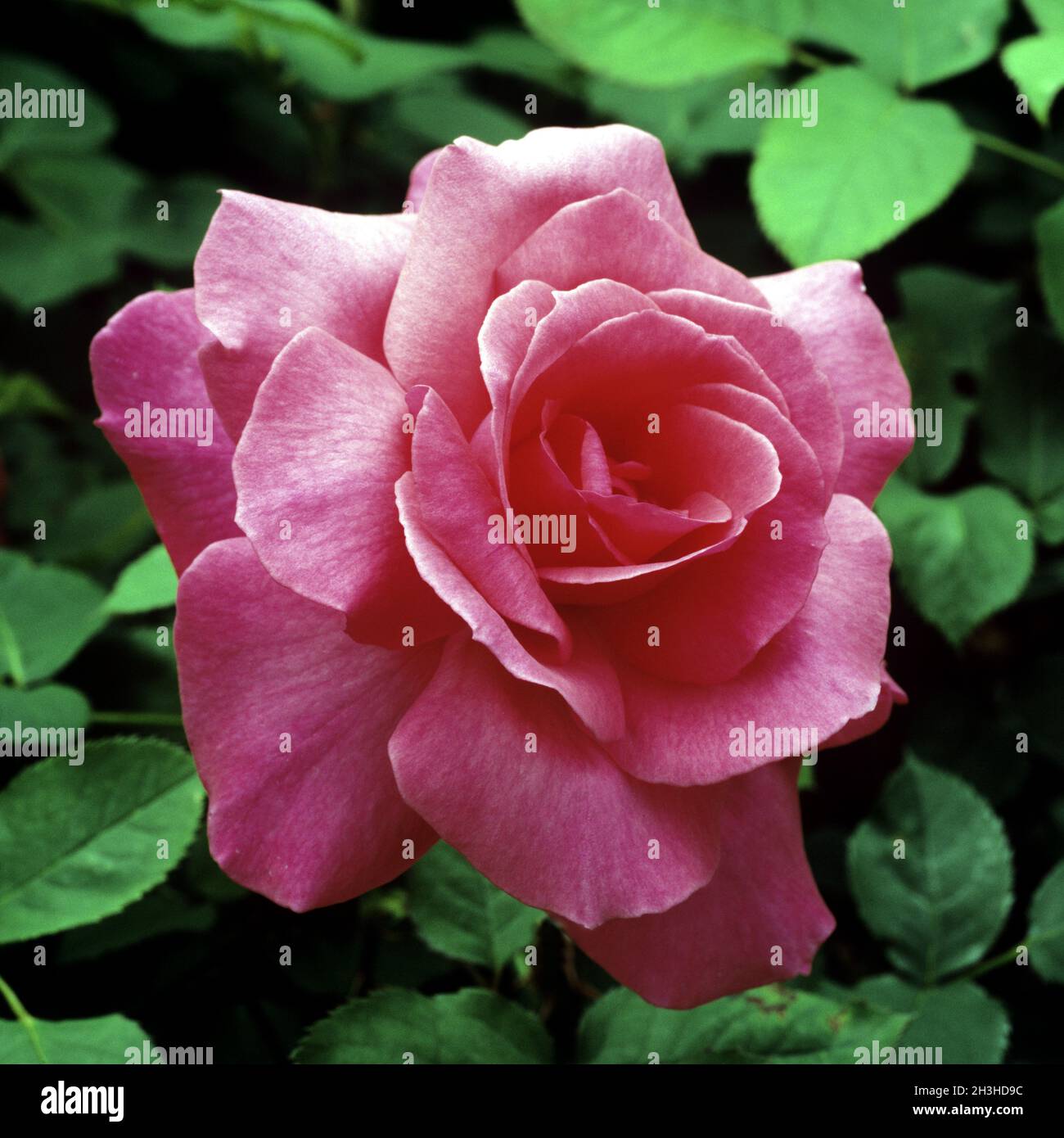 Noble rose; electron Stock Photo - Alamy