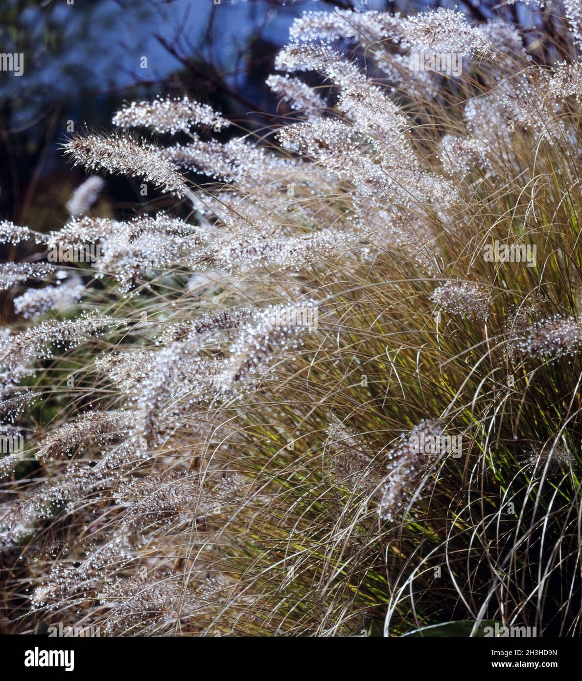Lampenputzergras, Pennisetum compressum Stock Photo - Alamy