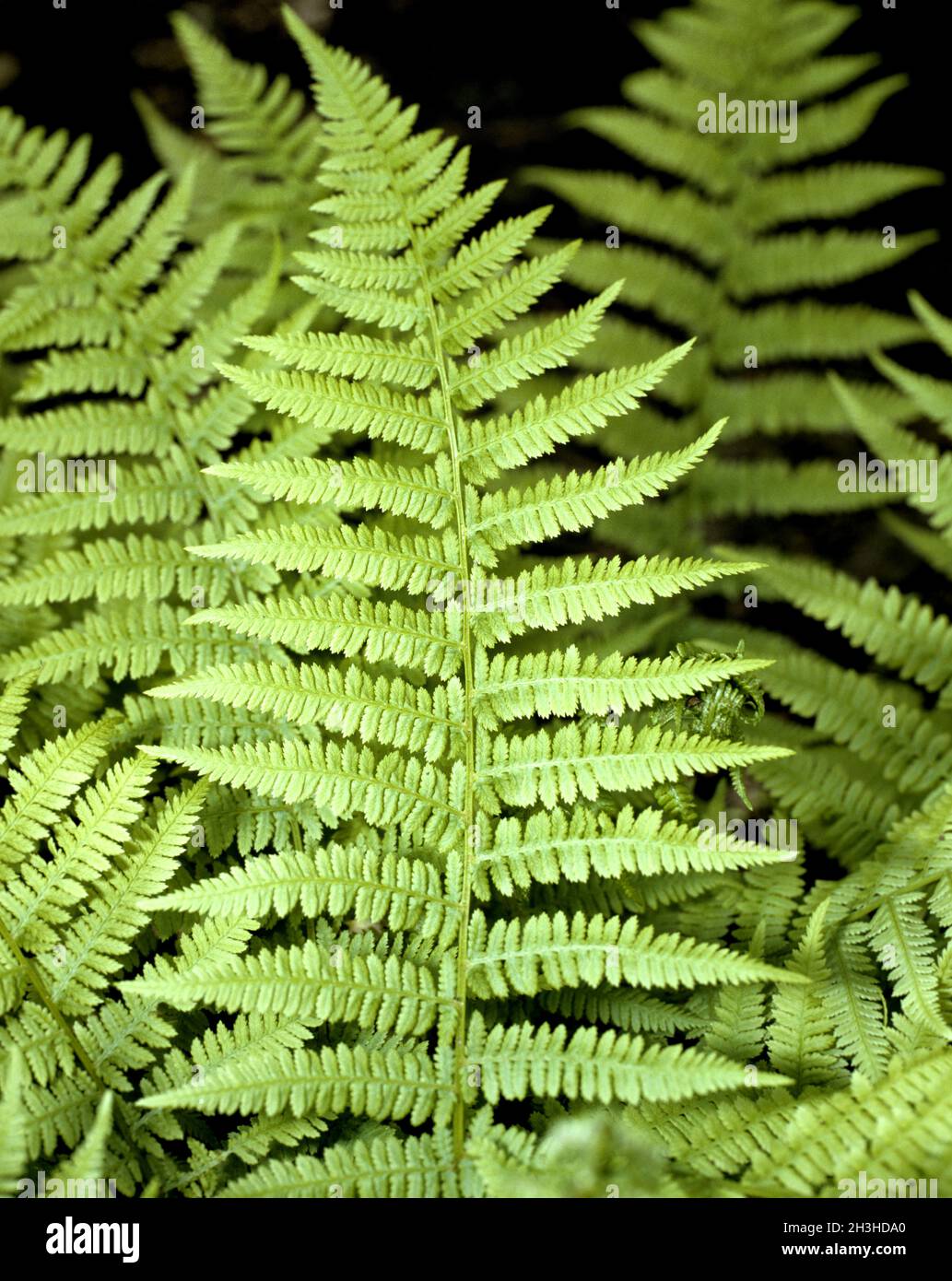 Lady fern, Athyrium filix-femina Stock Photo - Alamy