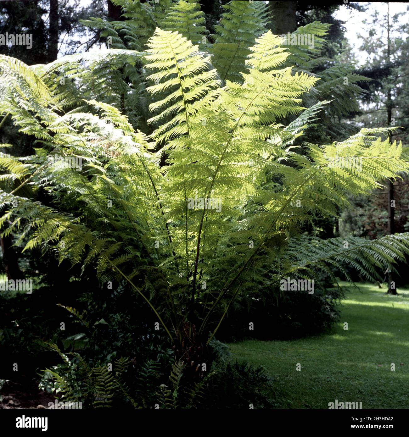 Australian tree fern hi-res stock photography and images - Alamy