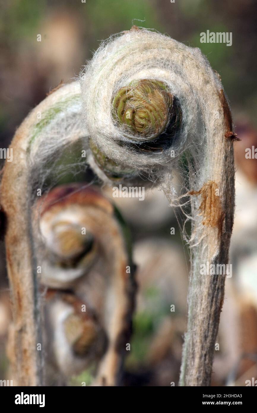 Royal fern, Osmunda regalis Stock Photo - Alamy