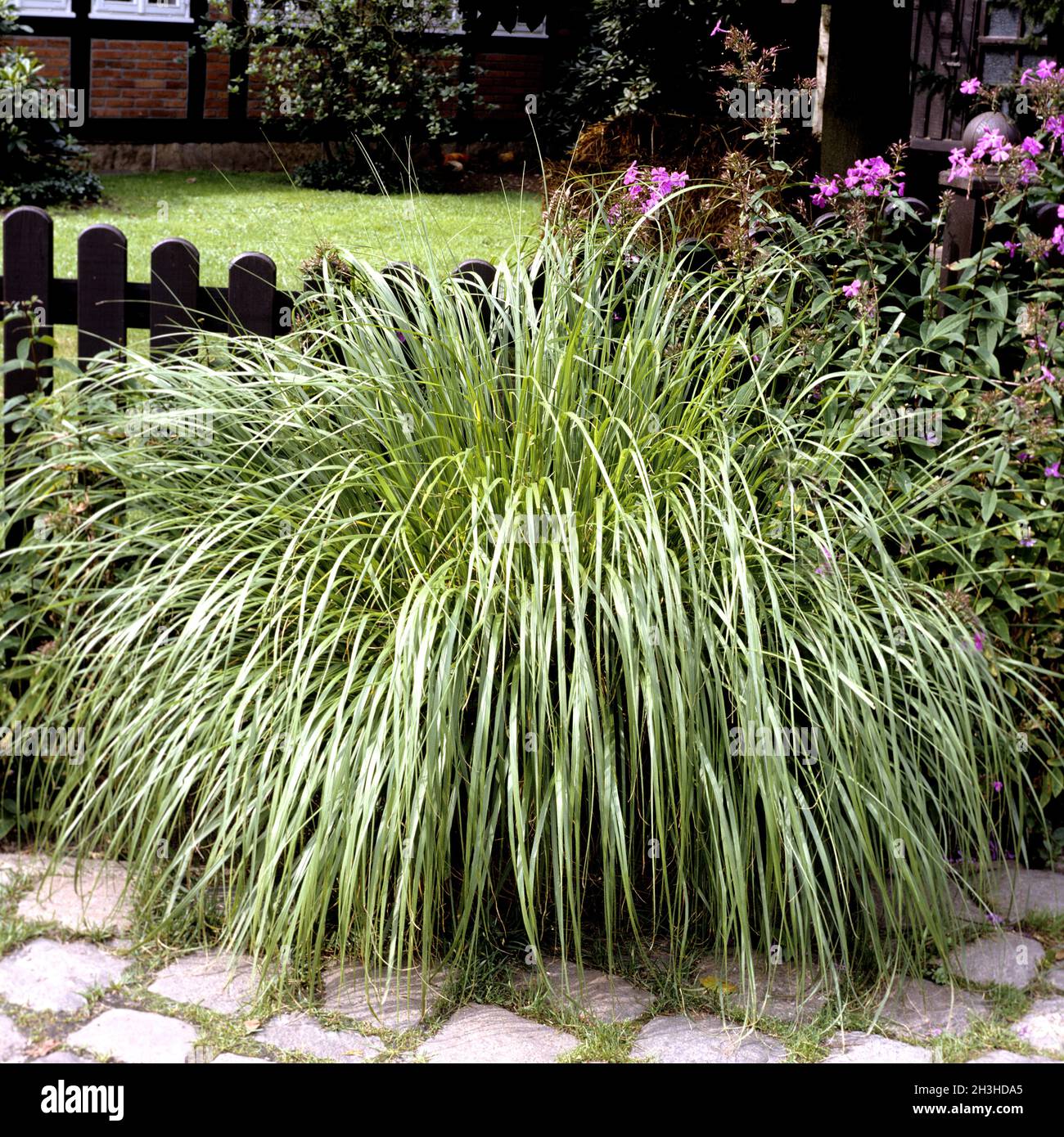 Chinese reed miscanthus sinensis hi-res stock photography and images ...