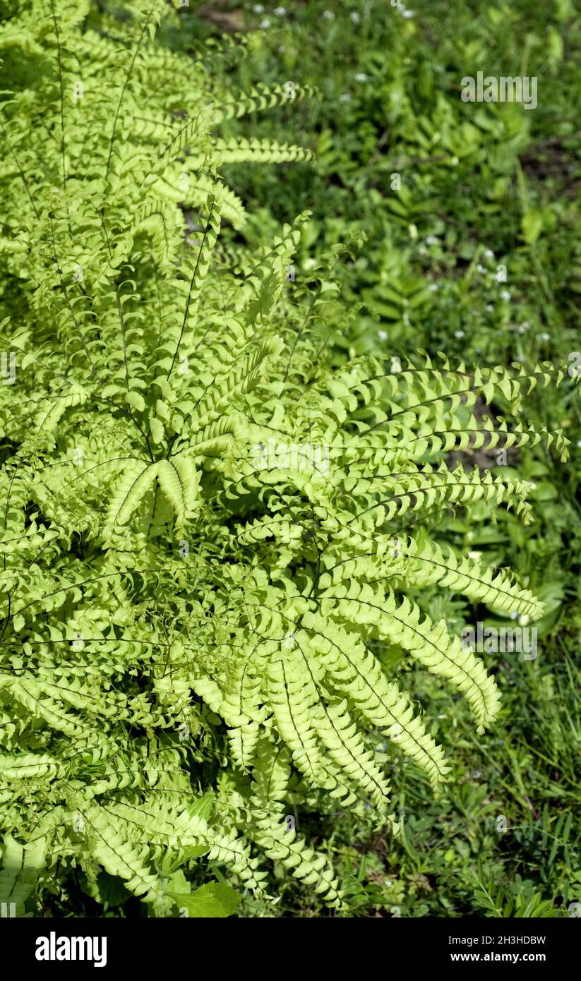 Peacock fern, Adiantum pedatum Stock Photo - Alamy
