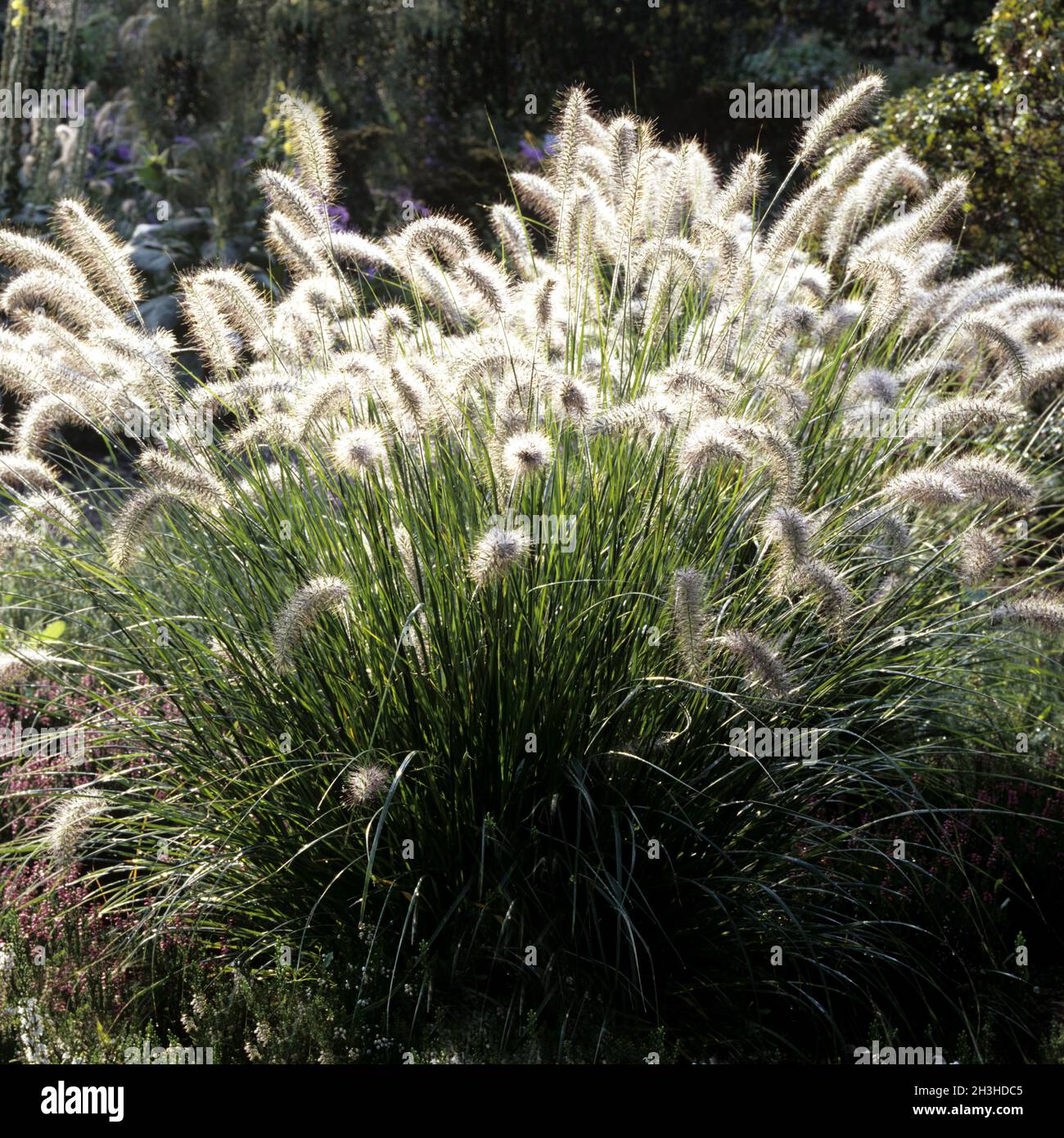 Pennisetum compressum hi-res stock photography and images - Alamy