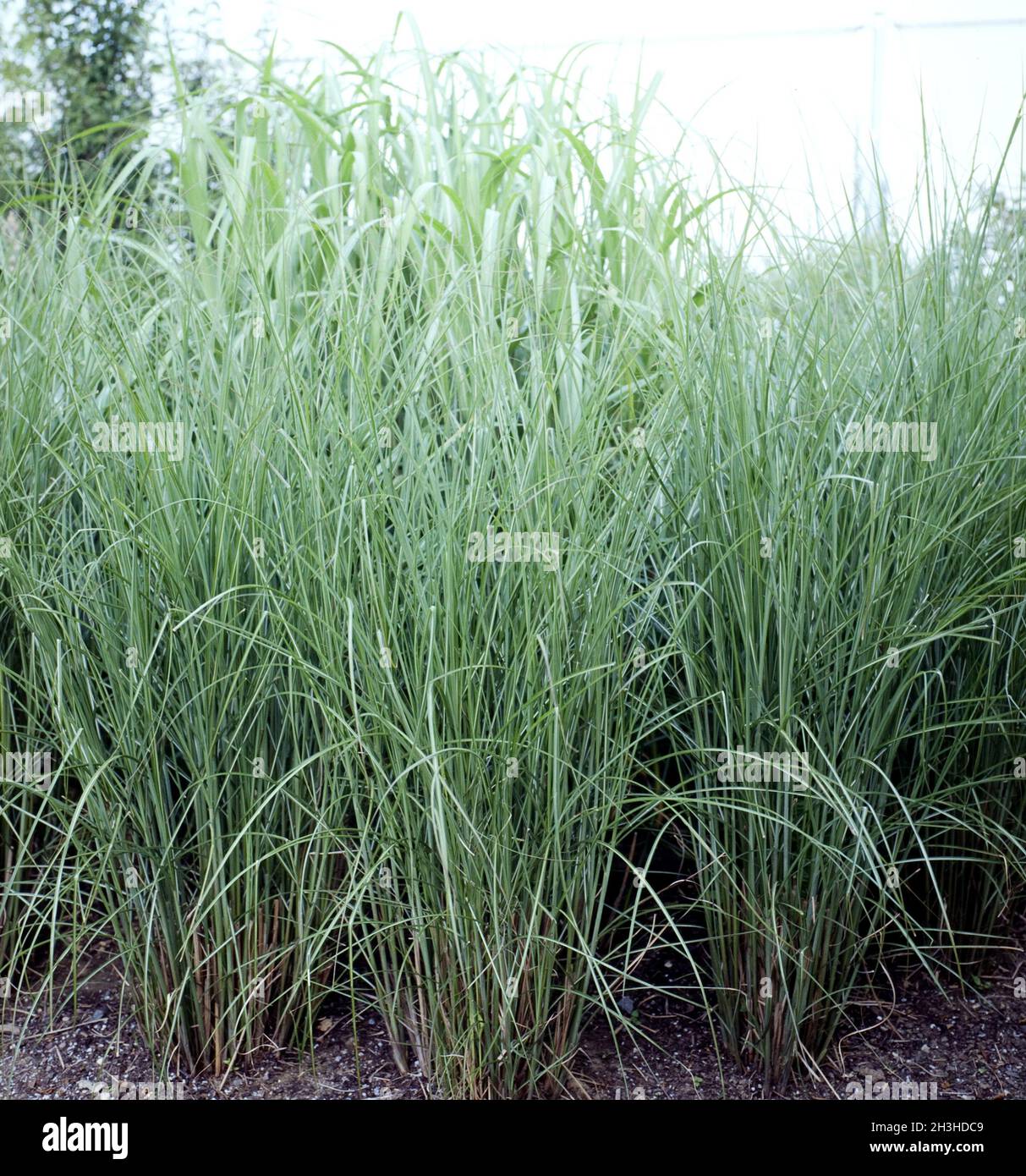 Country reed, Giant, Miscanthus sinensis Stock Photo - Alamy