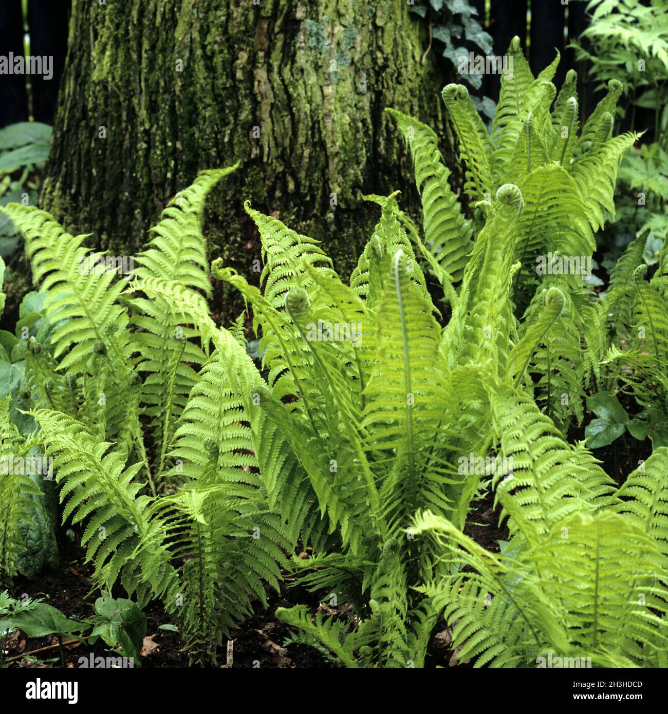 Bodendecker farn hi-res stock photography and images - Alamy