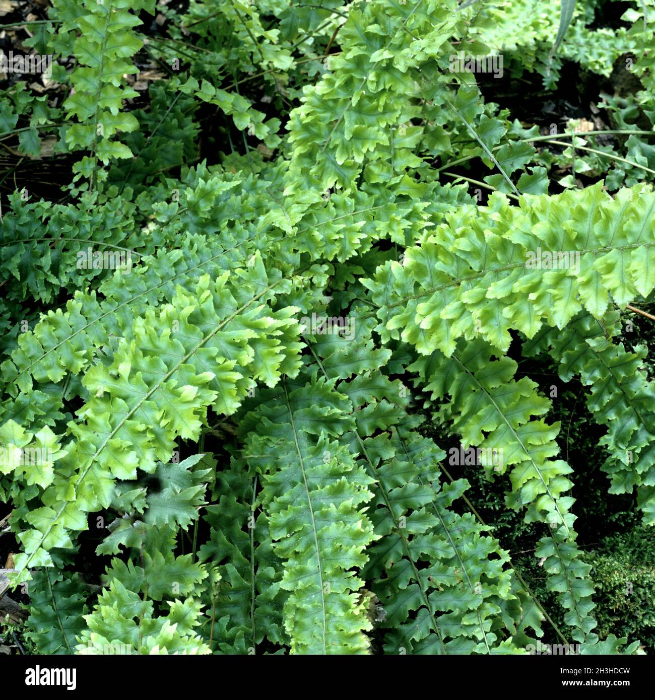 Sword fern, Nephrolepis exaltata Stock Photo - Alamy