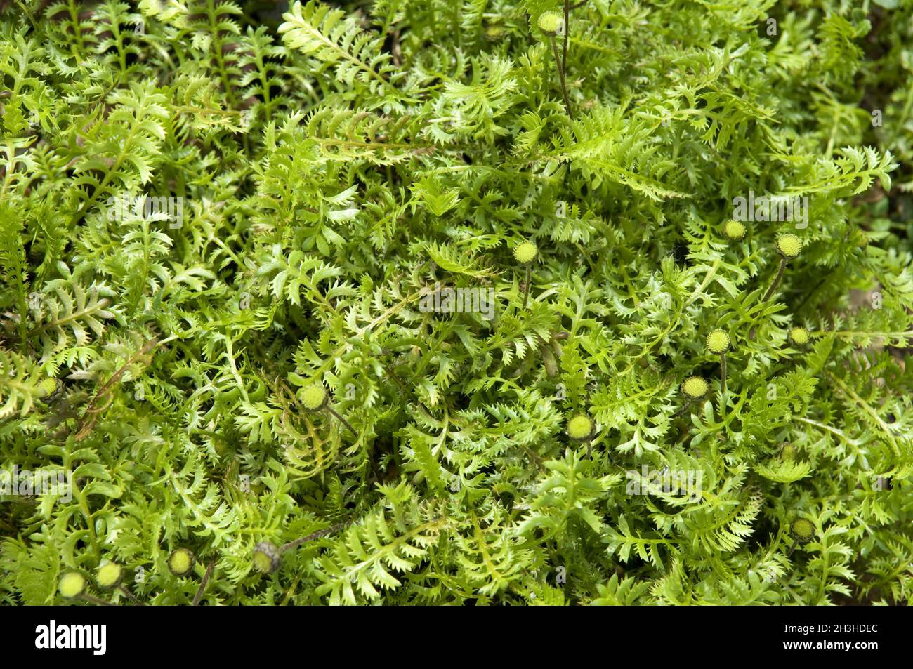 Pinna, Lye Flower, Cotula, Squalida, Ground Cover Stock Photo - Alamy