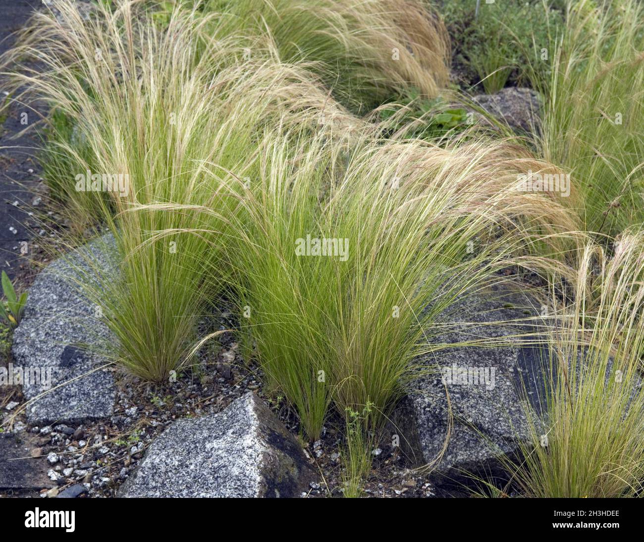 Delicate feather grass Stock Photo - Alamy