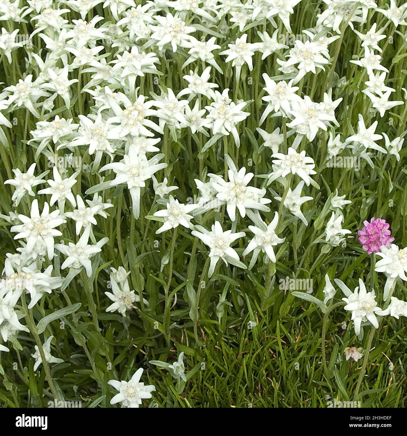 Edelweiss, Alpine flower Stock Photo - Alamy