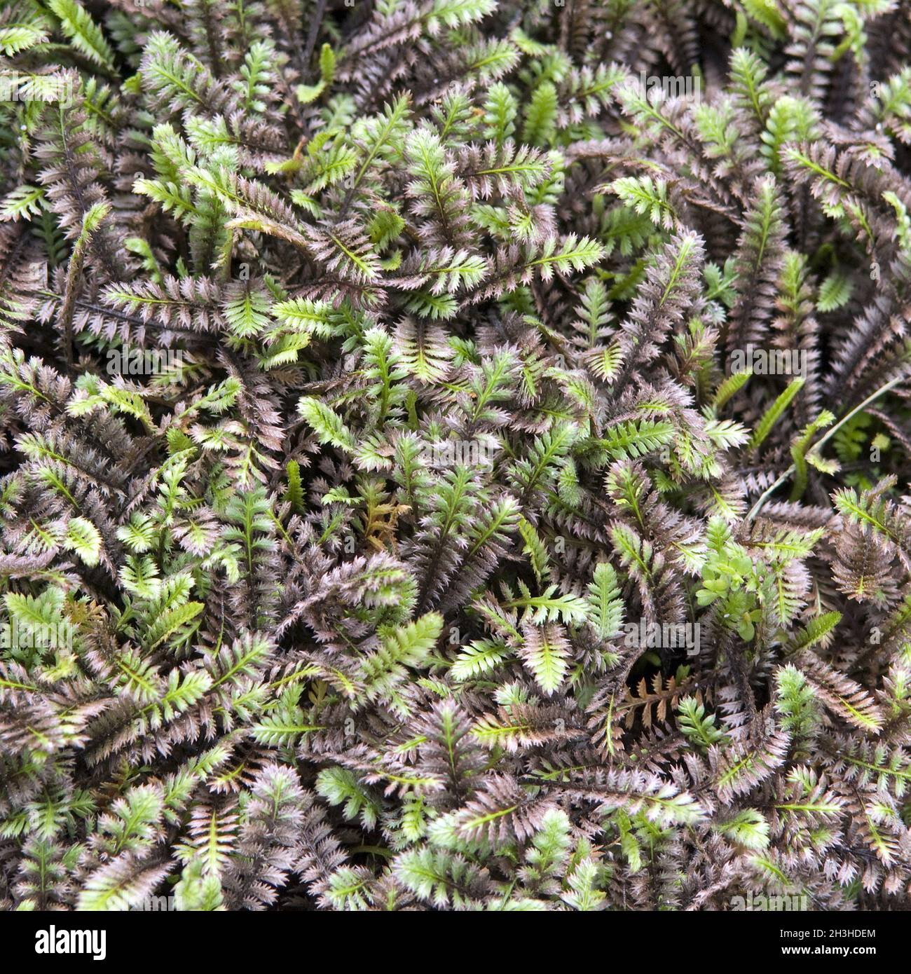 Pinna, Lye Flower, Cotula, Squalida, Ground Cover Stock Photo - Alamy