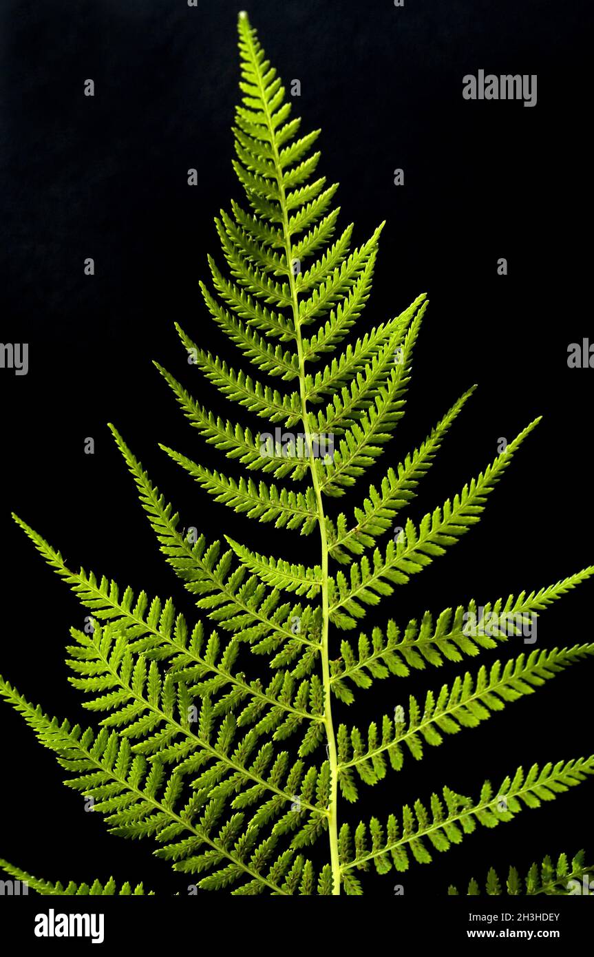 Worm fern plant hi-res stock photography and images - Alamy