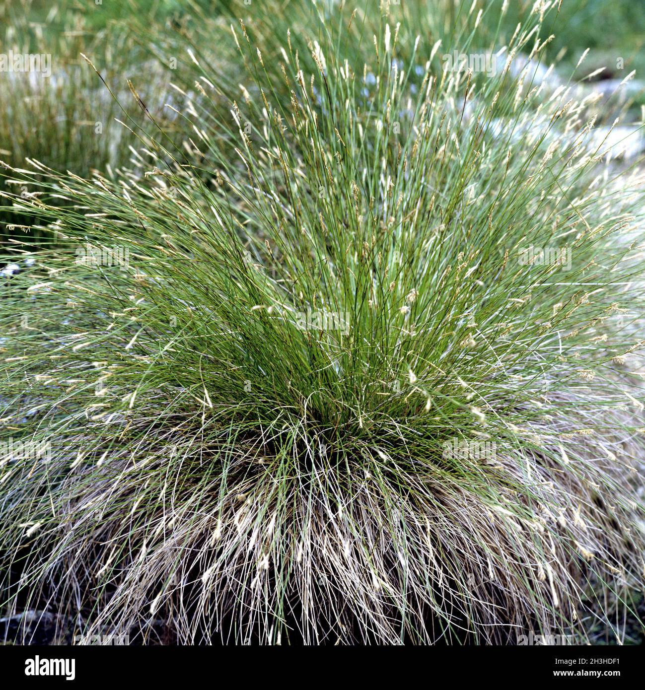 Carix hi-res stock photography and images - Alamy