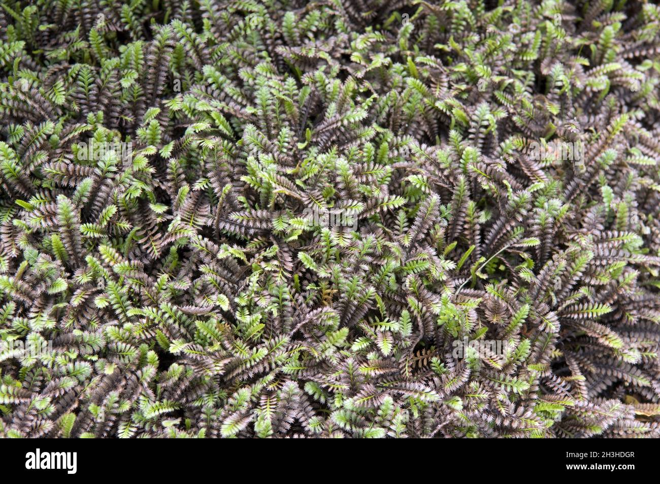 Pinna, Lye Flower, Cotula, Squalida, Ground Cover Stock Photo - Alamy