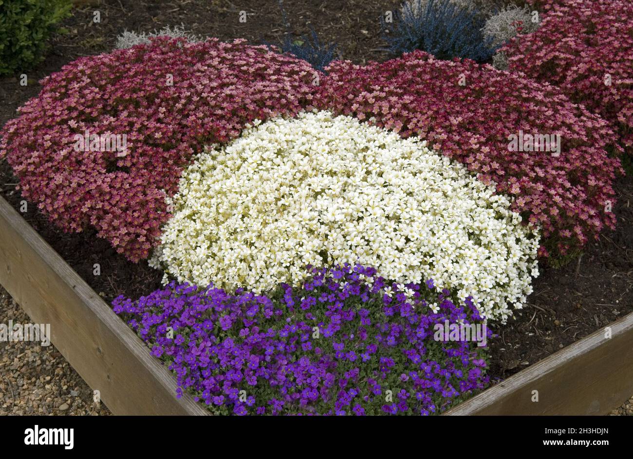 Grave planting, saxifrage, blue cushion Stock Photo - Alamy
