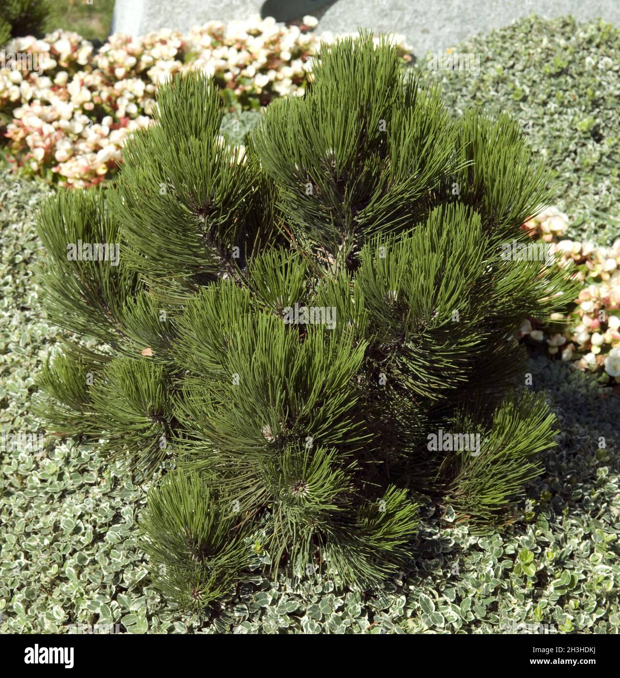 Grave planting, pines Stock Photo - Alamy