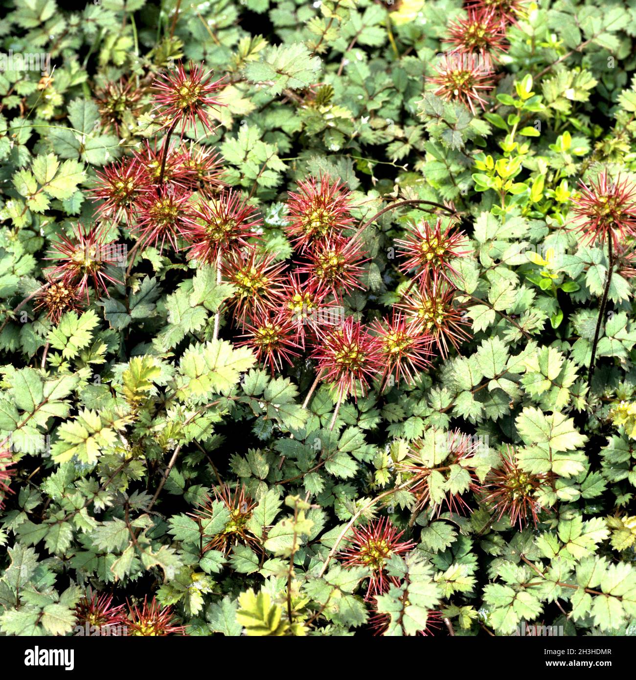 Poupon hi-res stock photography and images - Alamy