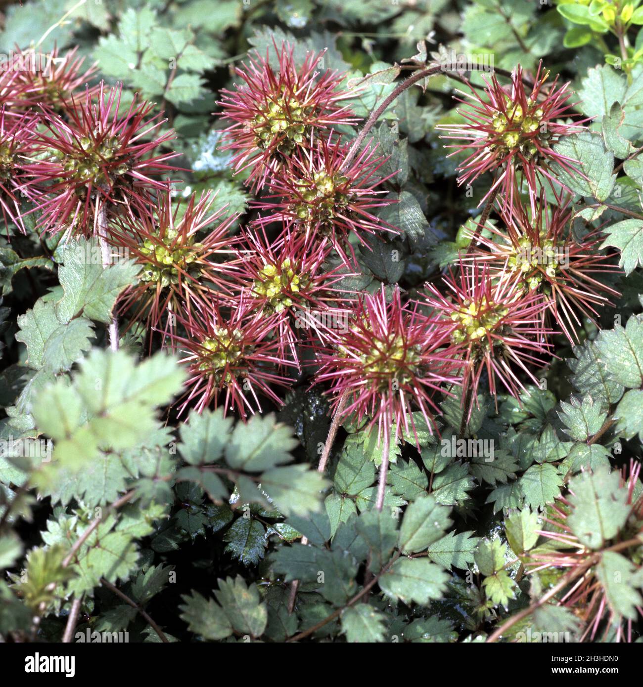 Poupon hi-res stock photography and images - Alamy