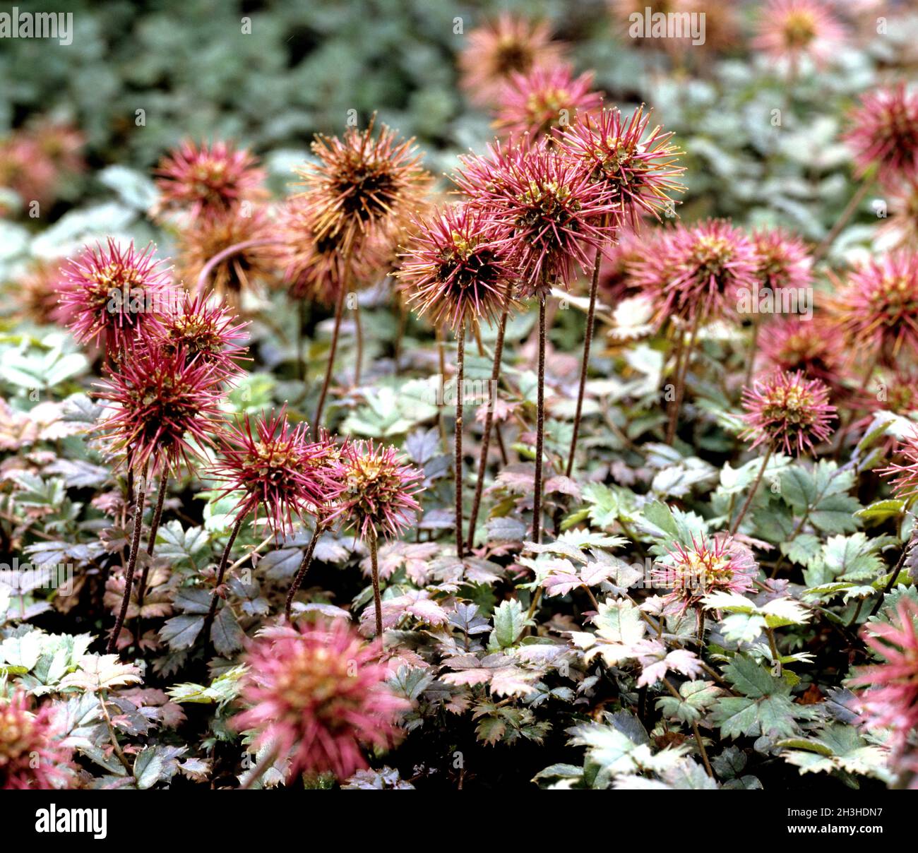 Poupon hi-res stock photography and images - Alamy