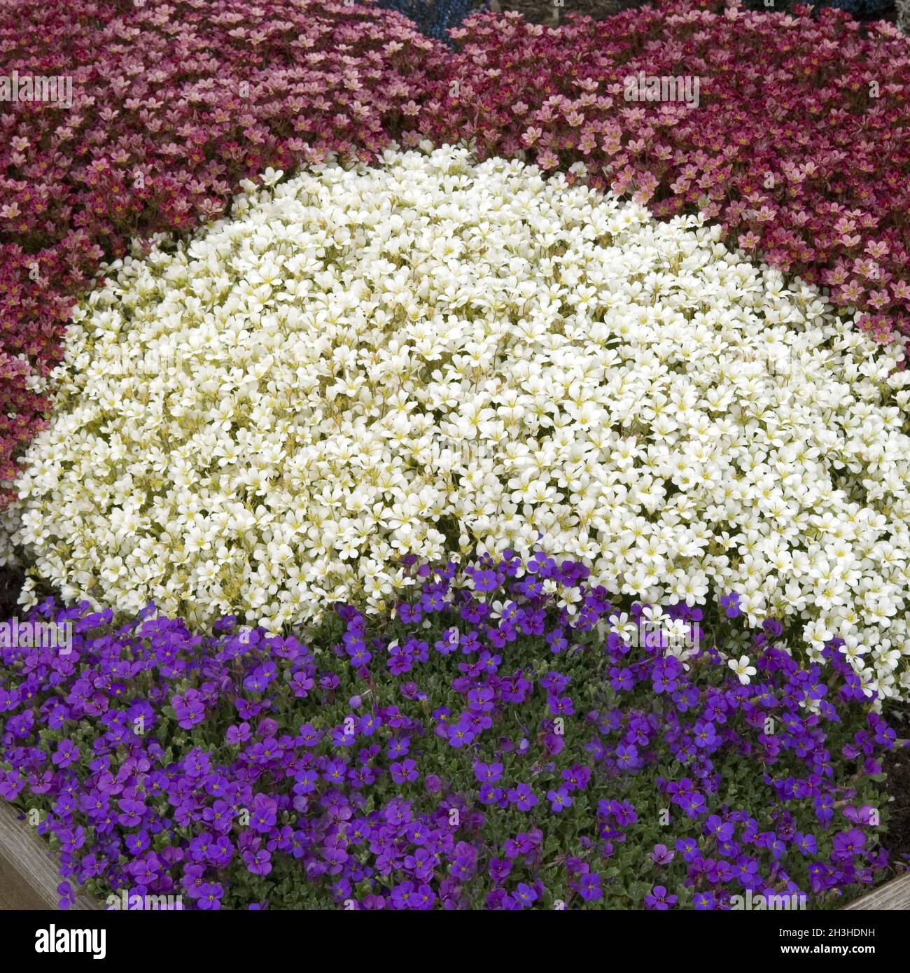 Grave planting, saxifrage, blue cushion Stock Photo - Alamy